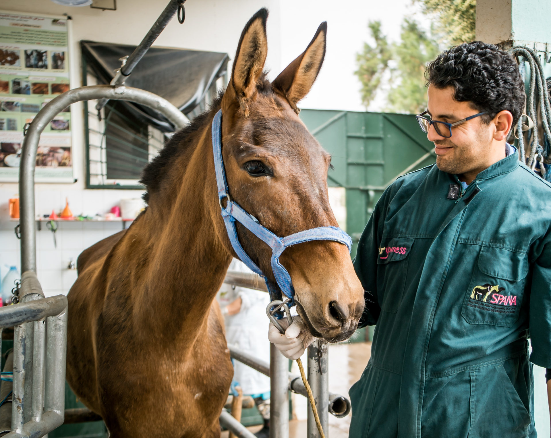 Learn How to Become a Vet & Work With Animals | SPANA