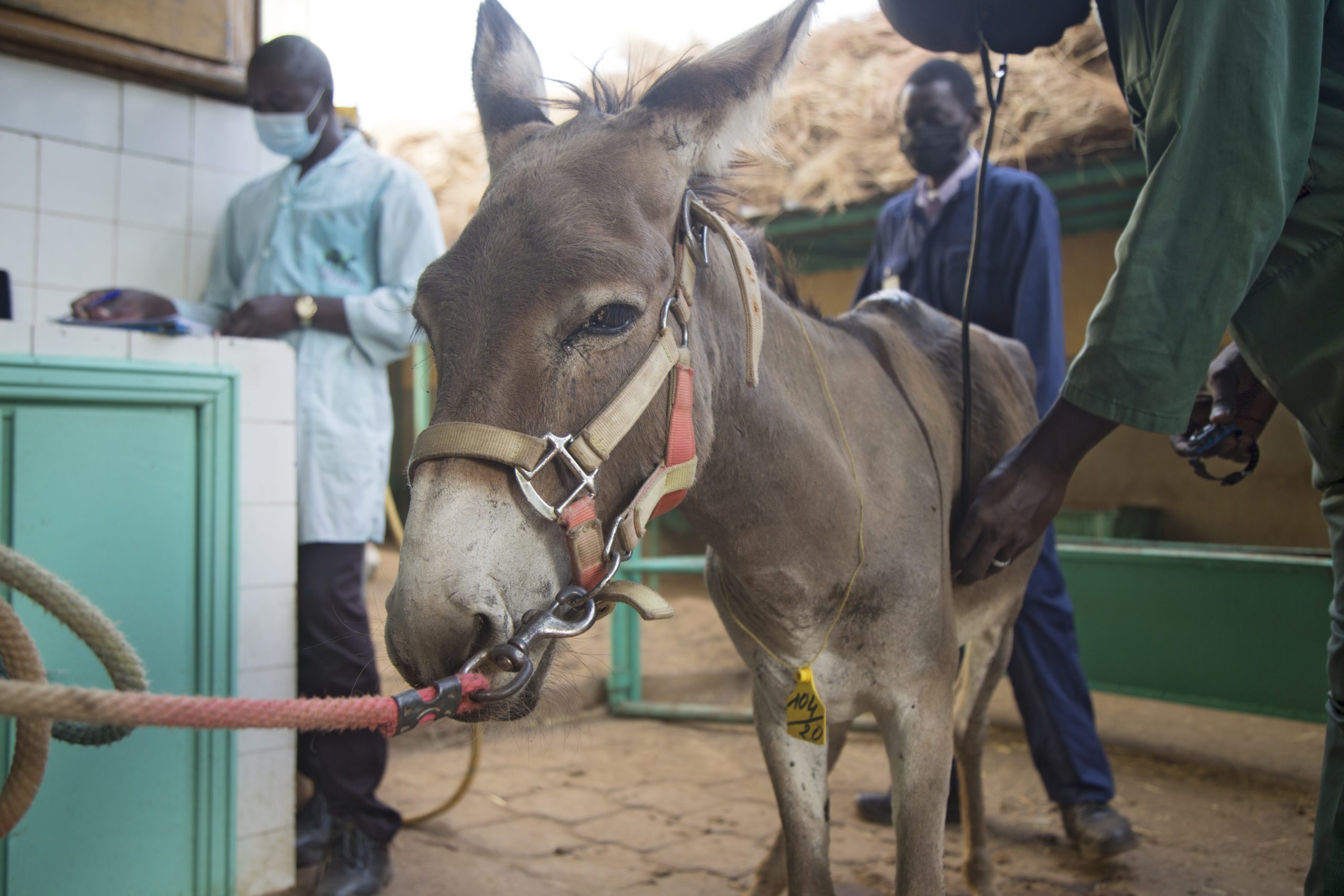 Success Stories: Yves the Donkey's Stable Stay | SPANA