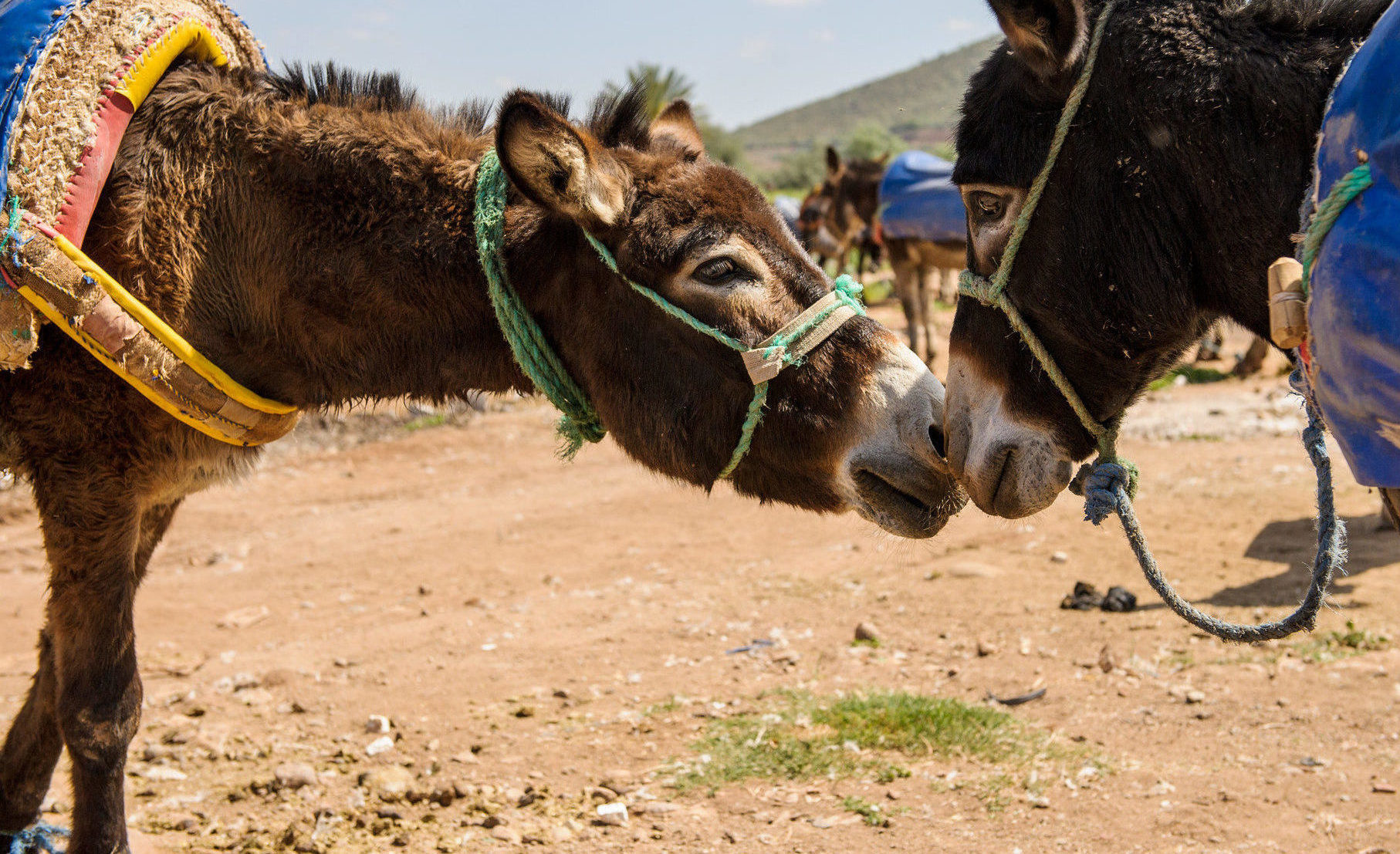 Leaving A Legacy For Working Animals | SPANA