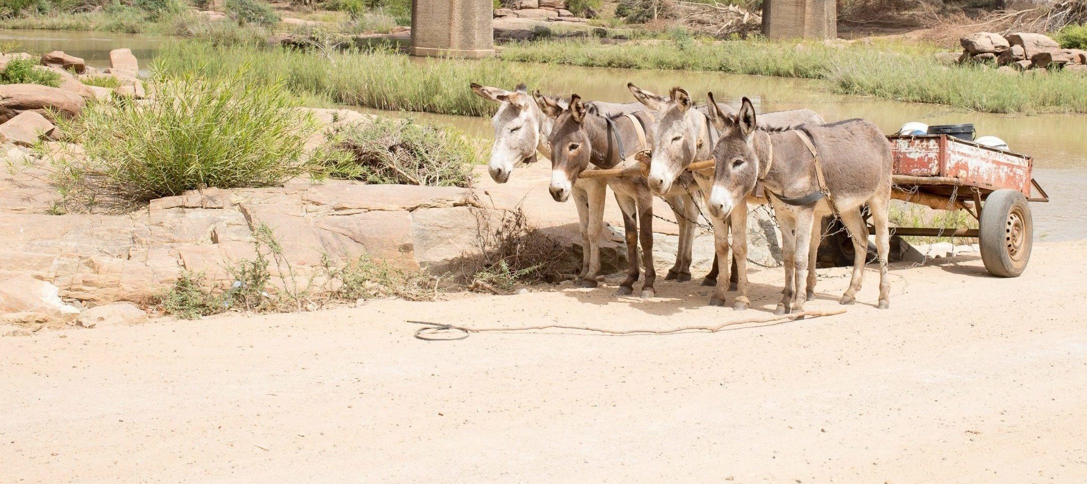 Leave A Legacy For Working Animals | SPANA