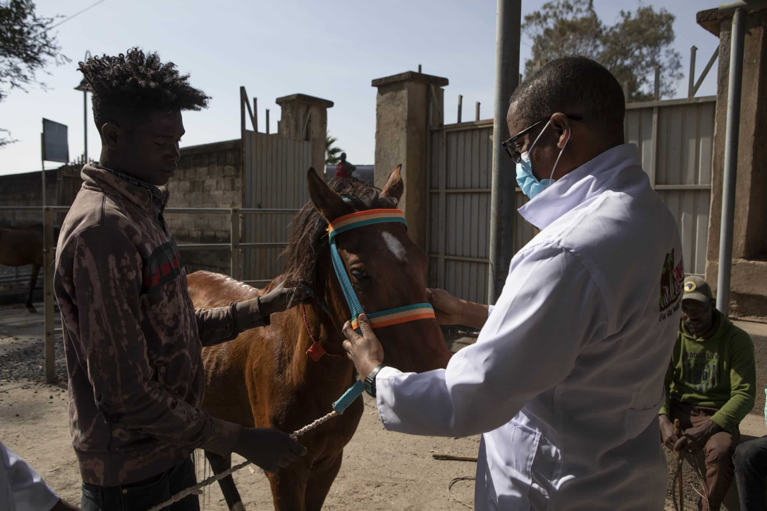 How SPANA put the smile back on Damme’s face | SPANA