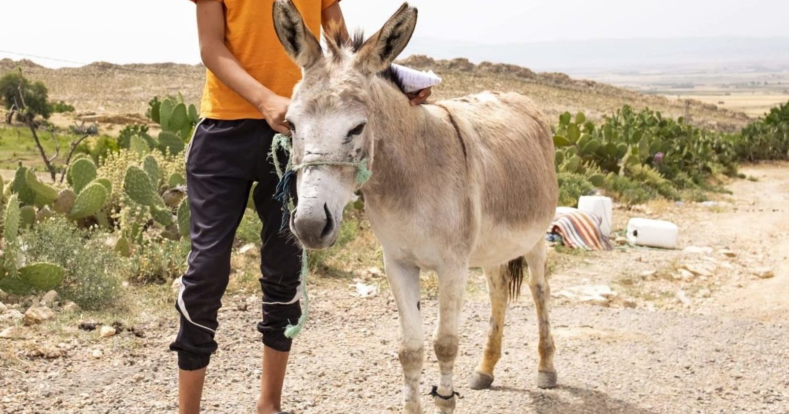 Asmaa the donkey’s excruciating arthritis | SPANA