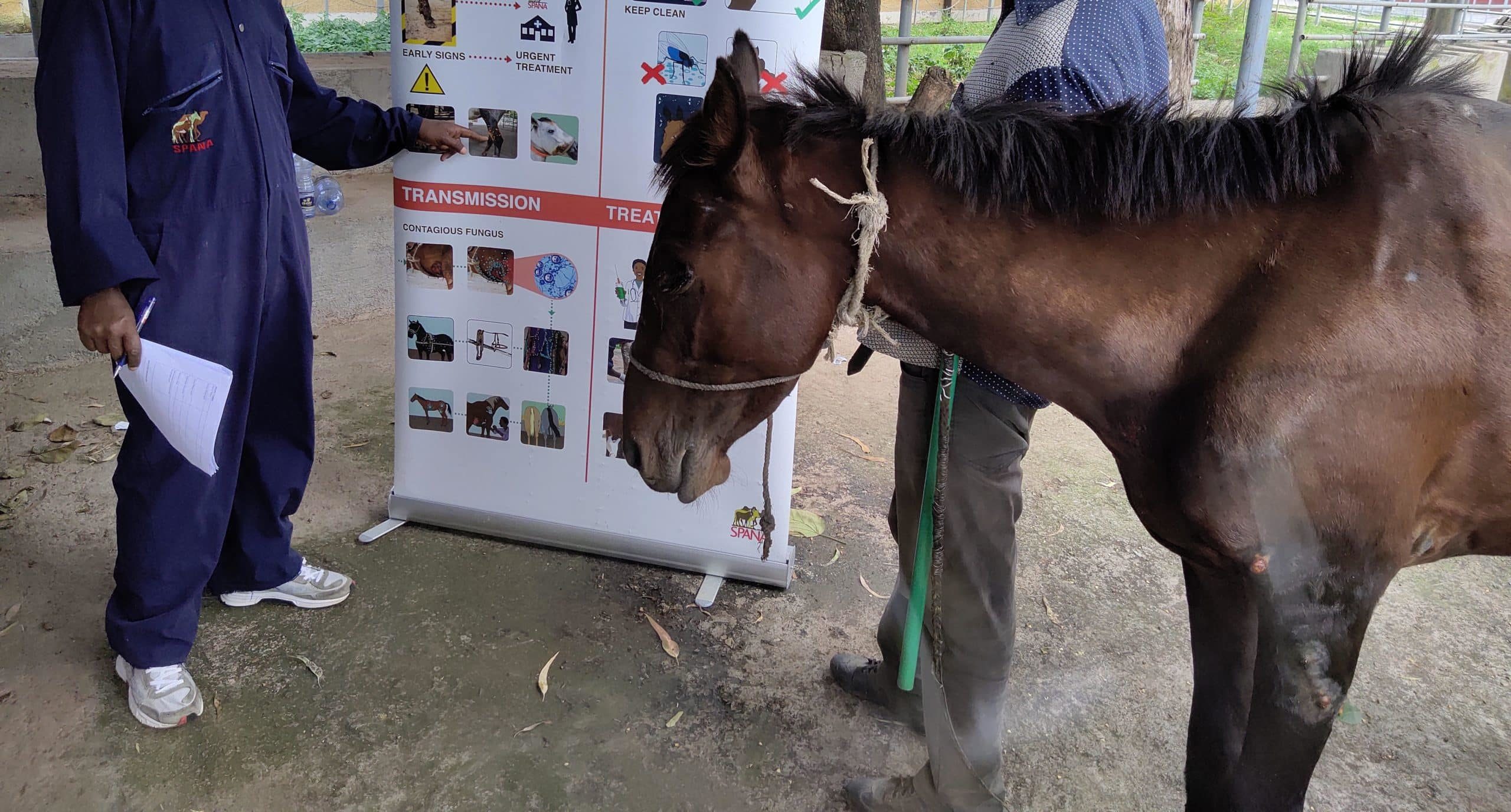 SPANA’s EZL training saves Bekele the horse | SPANA