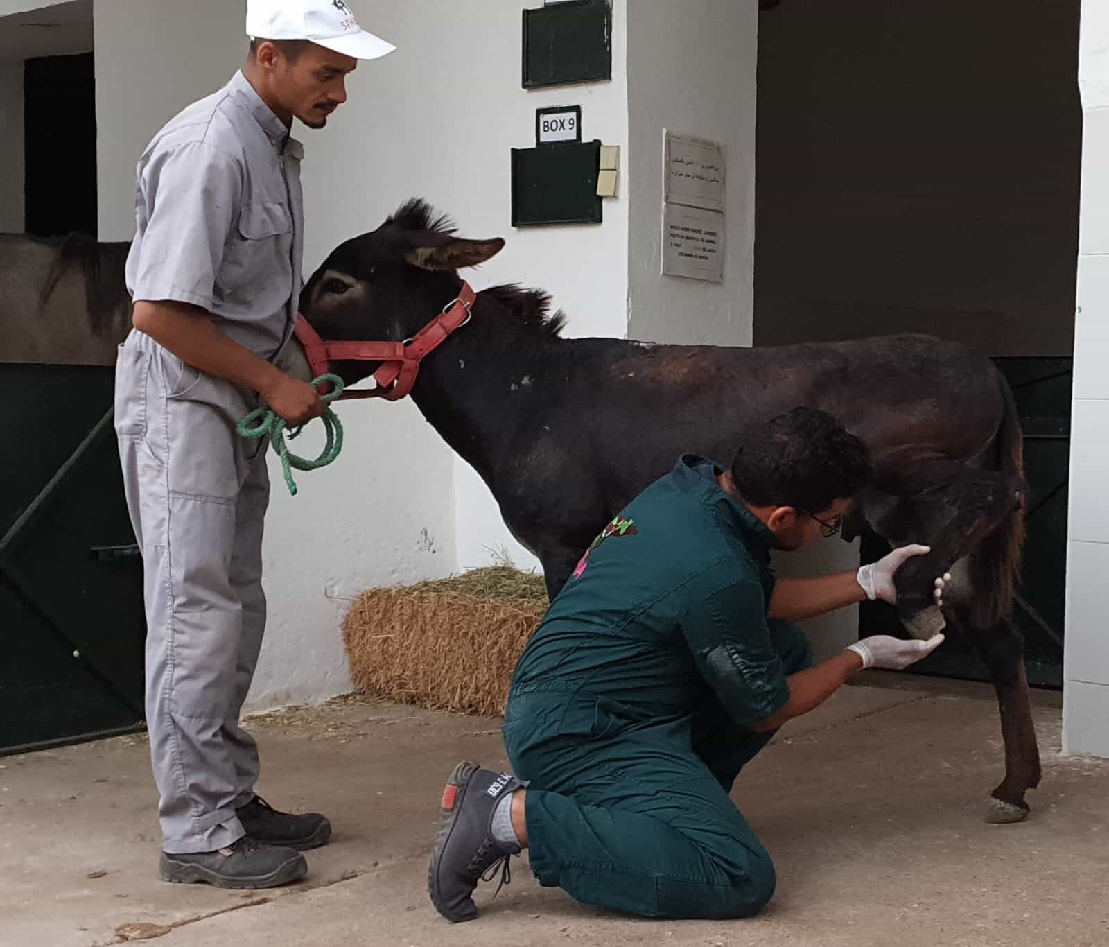 Easing Selim the donkey’s arthritis agony | SPANA