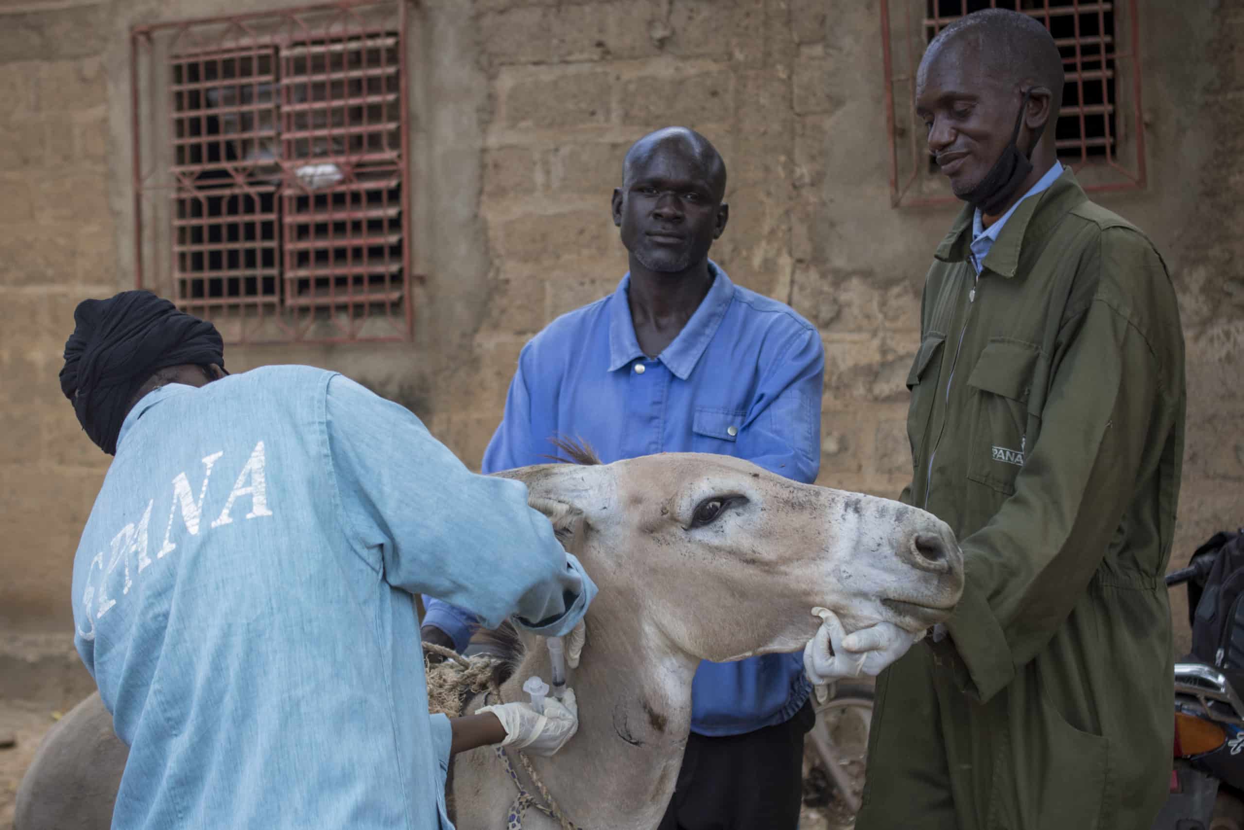 Oumar the donkey’s lameness | SPANA