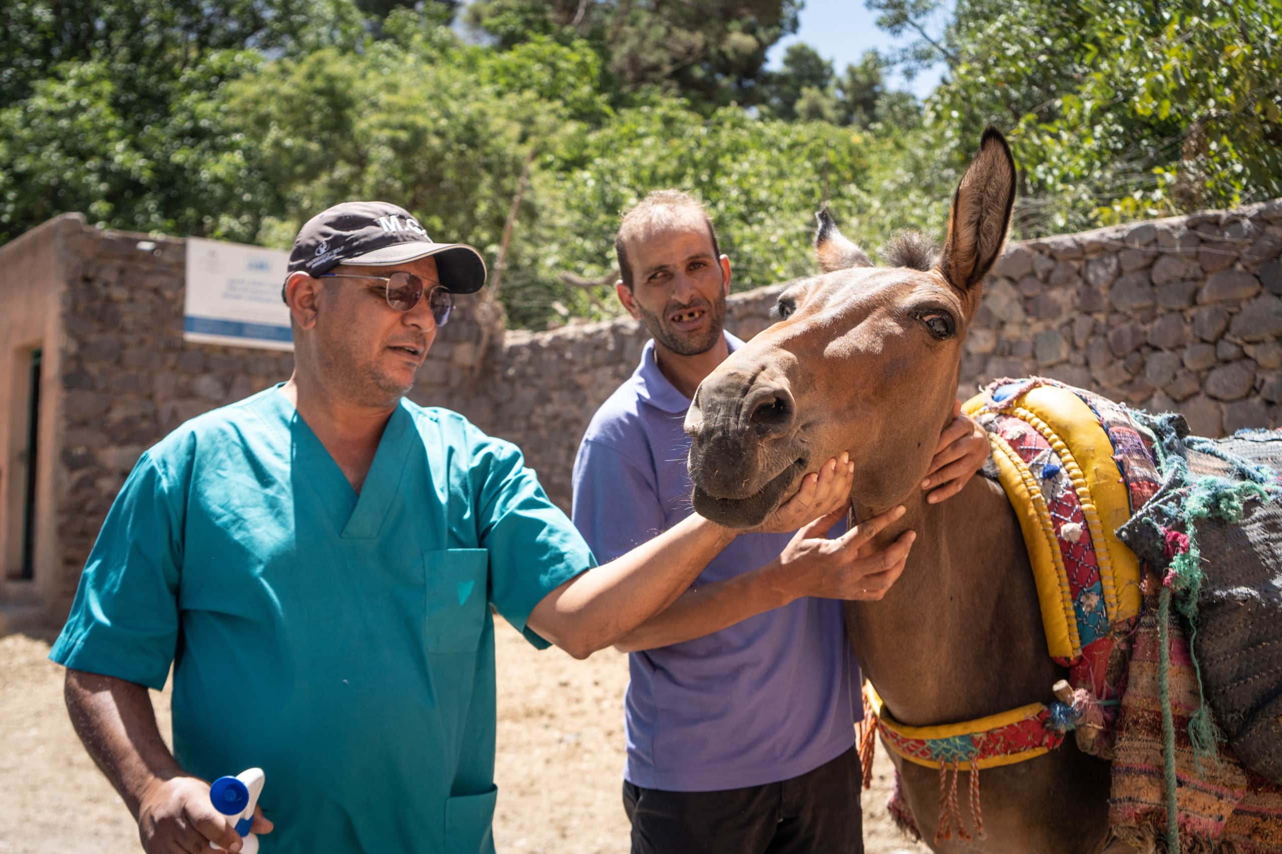 Leila the mule’s sore withers | SPANA