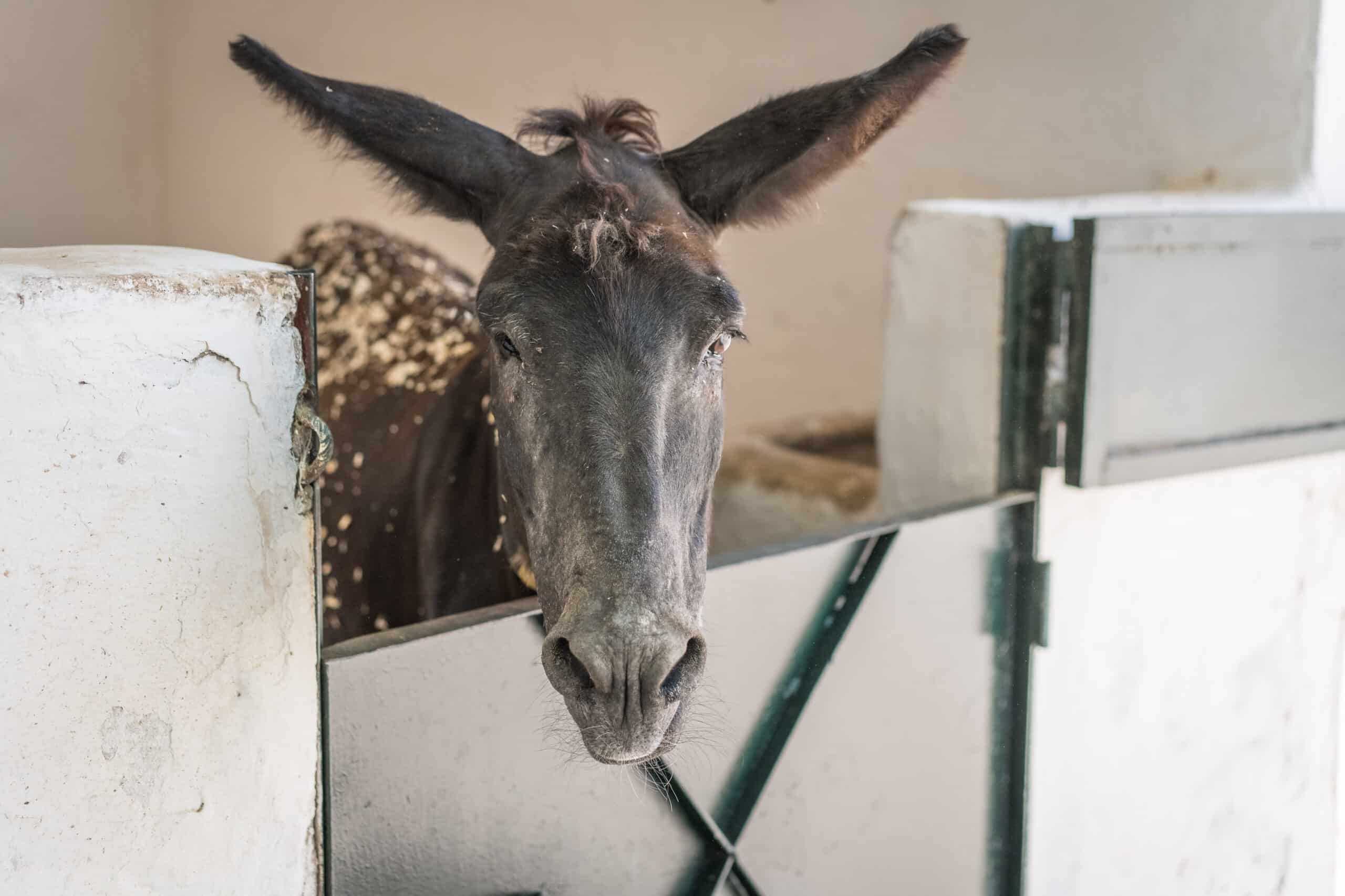 Thank you for contacting us about your sponsorship | SPANA