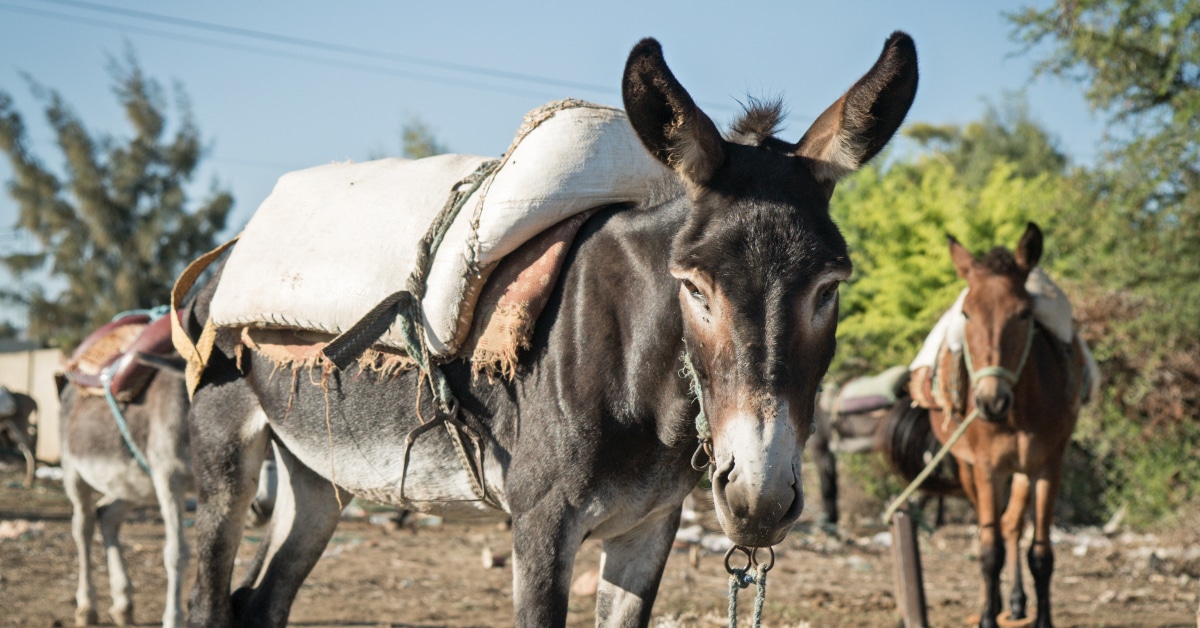 Transforming the lives of working animals - SPANA Strategy 2023-27 | SPANA