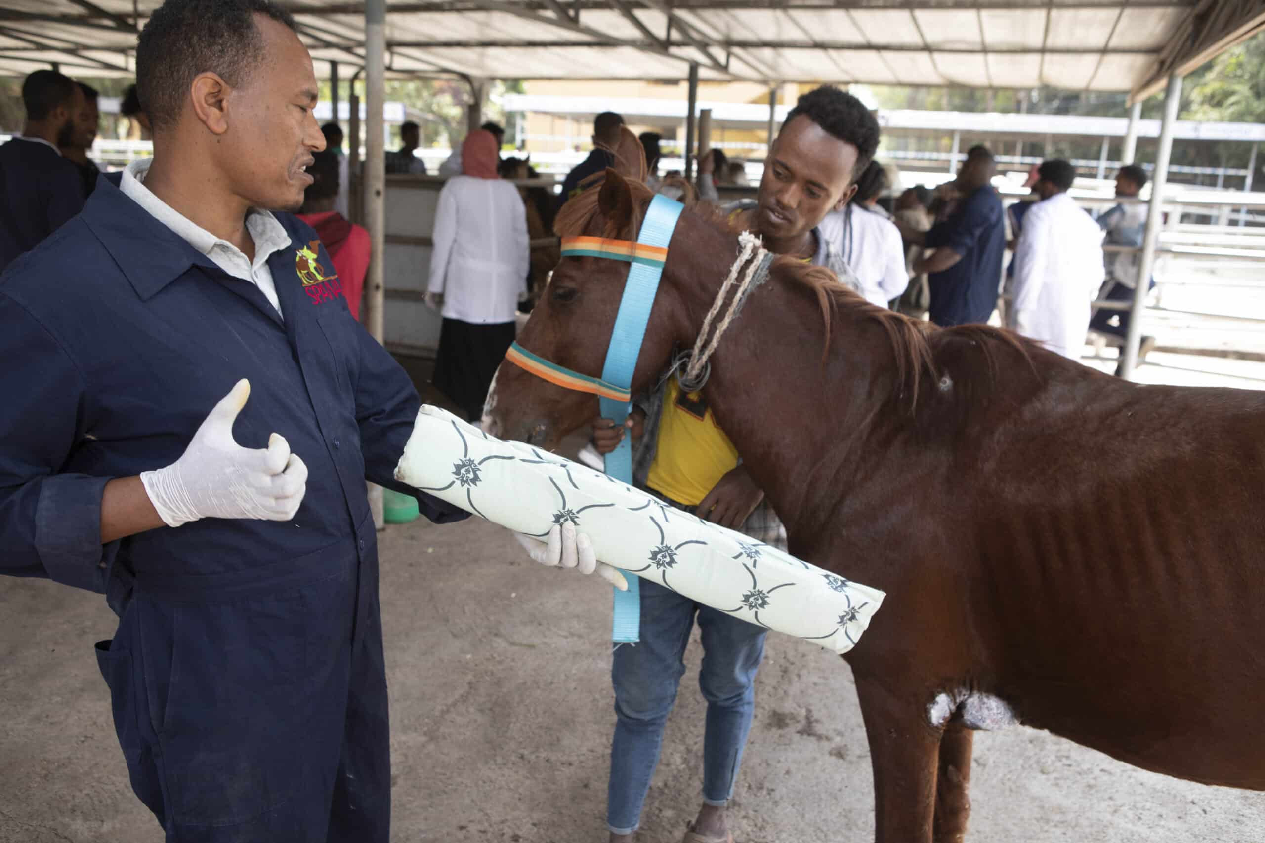 Mulatu the carthorse’s comfortable new harness | SPANA