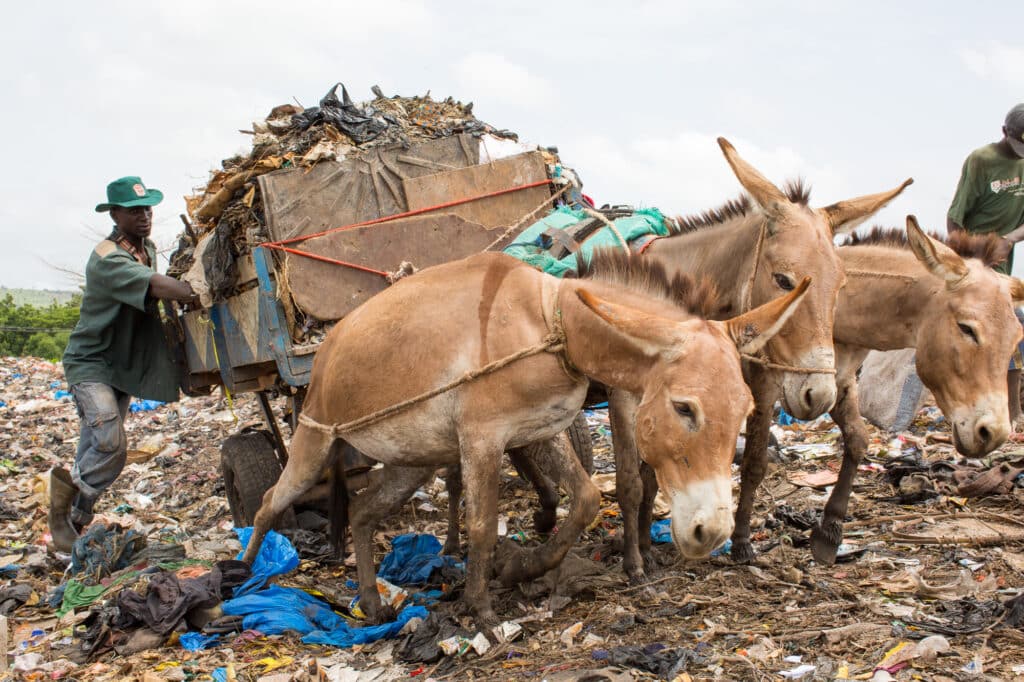 Help stop animals being treated like rubbish | SPANA