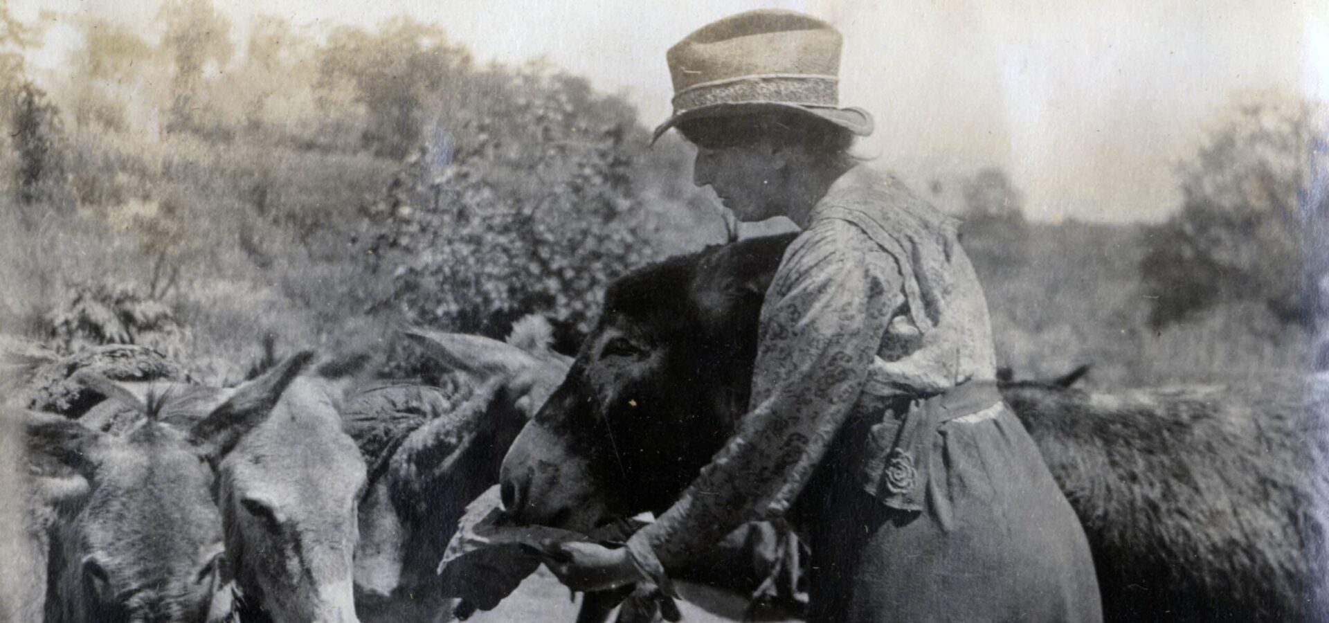 Our History: A Tale of Animal Welfare | SPANA