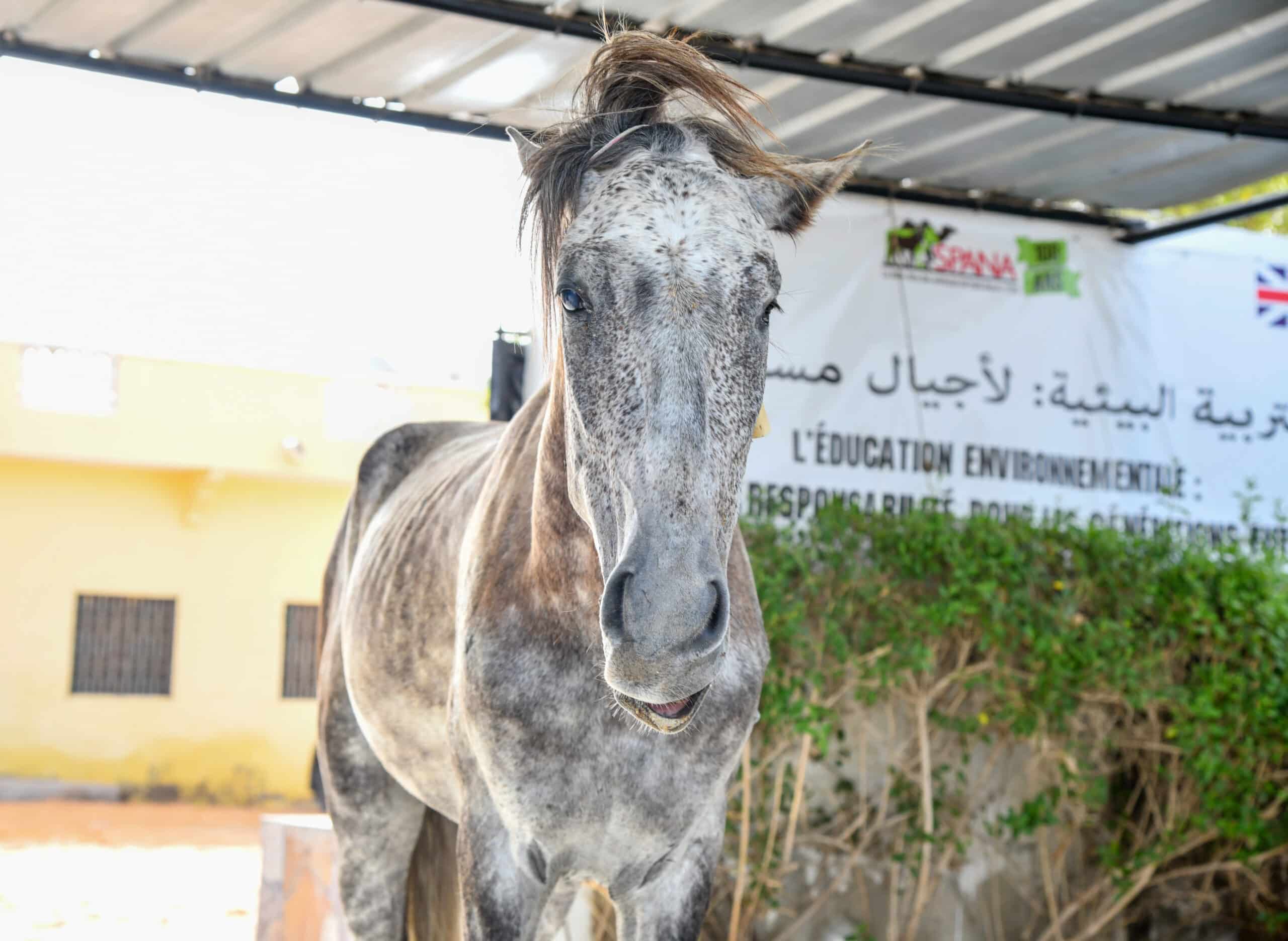 Dominique the horse’s dental treatment | SPANA