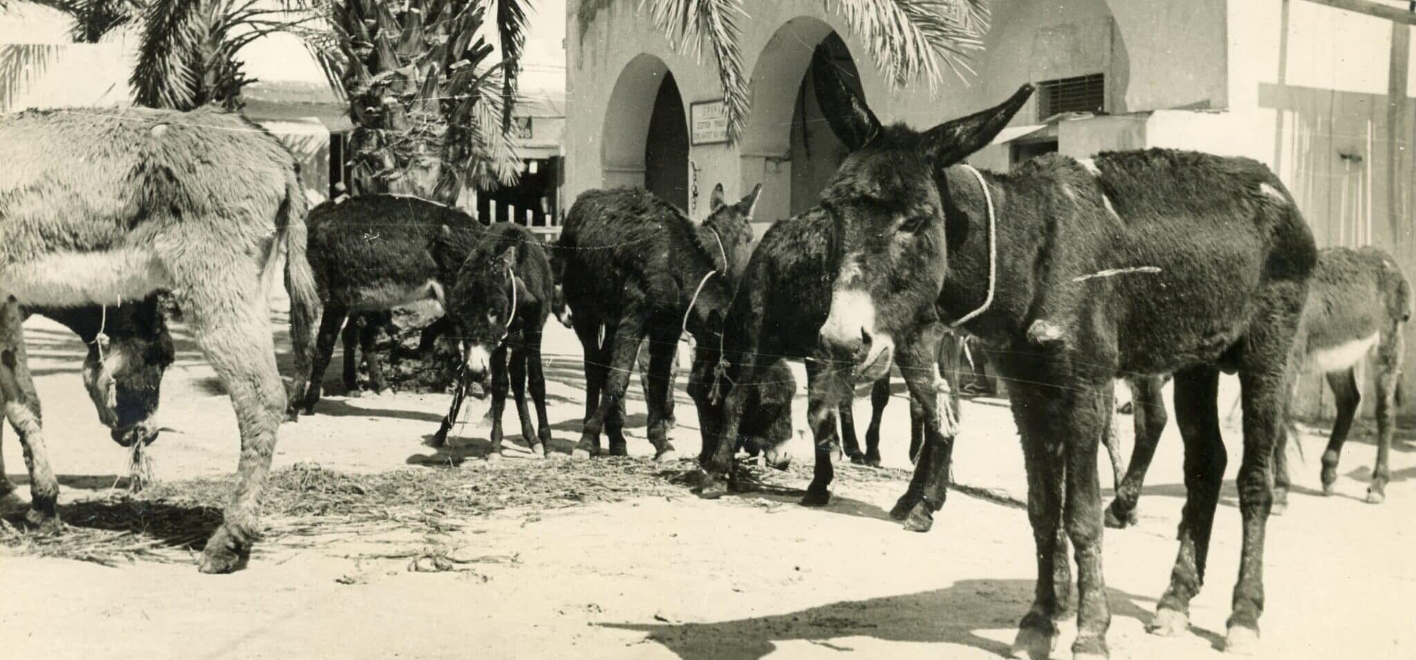 A history of SPANA: 100 years of working animal welfare | SPANA