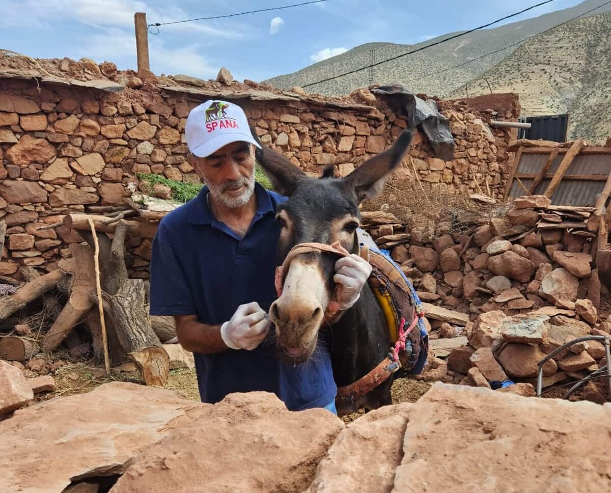 SPANA Morocco Earthquake Emergency Response – Week 1 update | SPANA