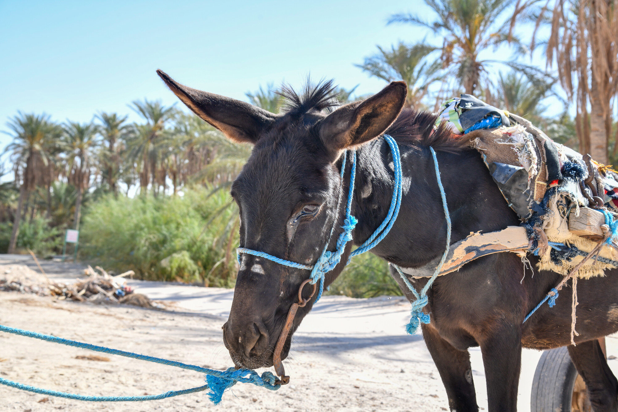 African Horse Sickness: Save working animals from deadly diseases with ...