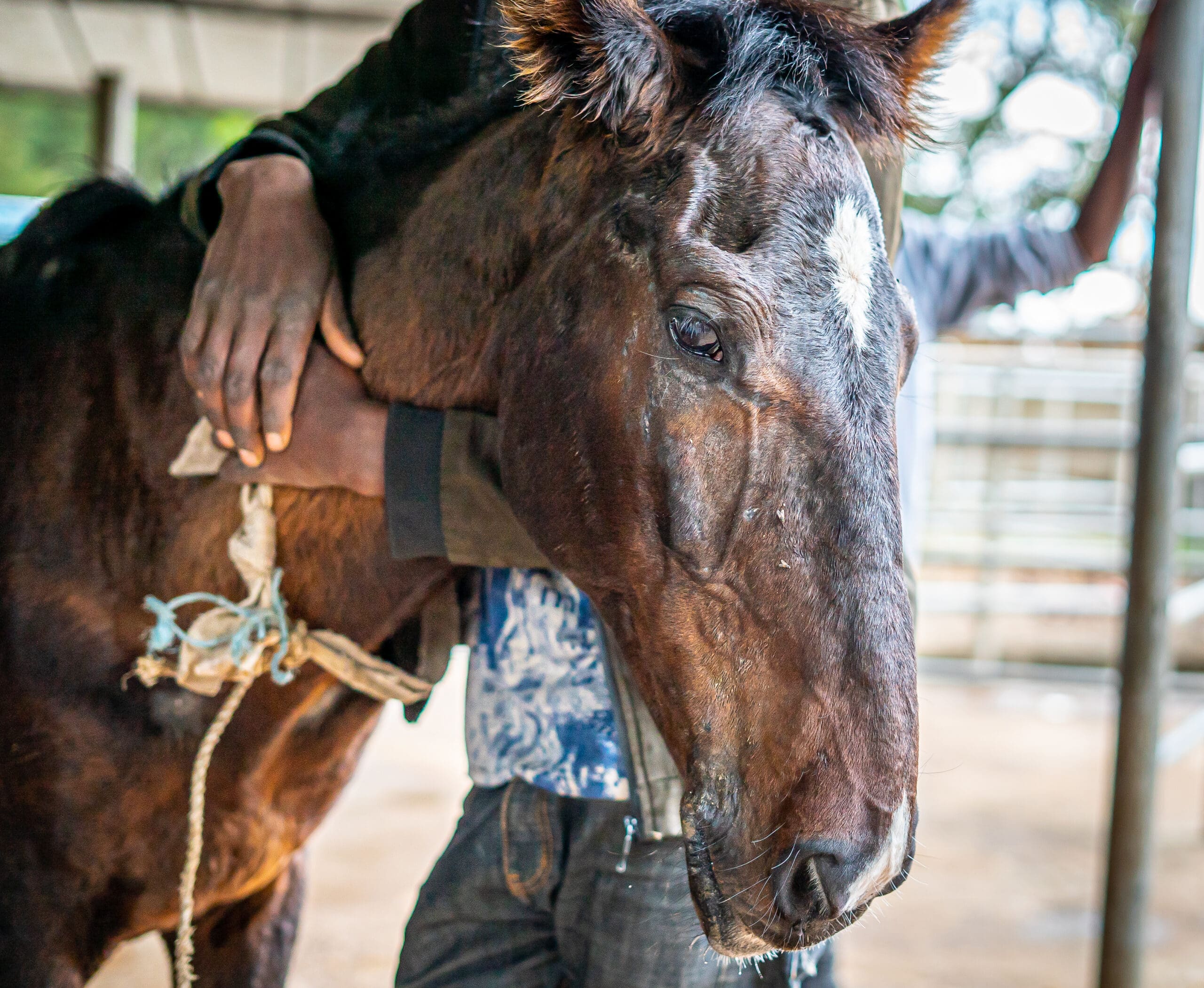 Malnutrition: Help working animals during this time of crisis | SPANA