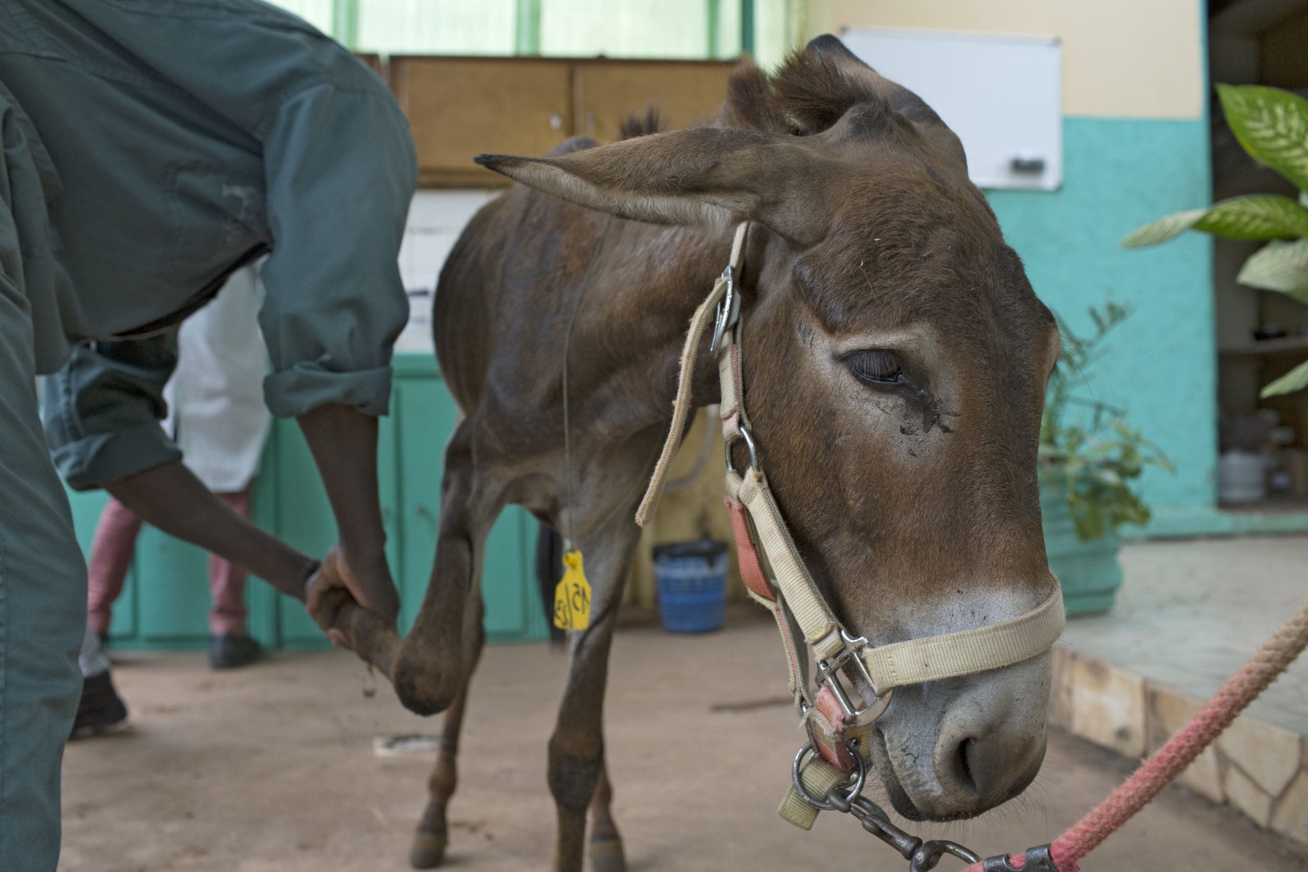 Malnutrition: Help working animals during this time of crisis | SPANA