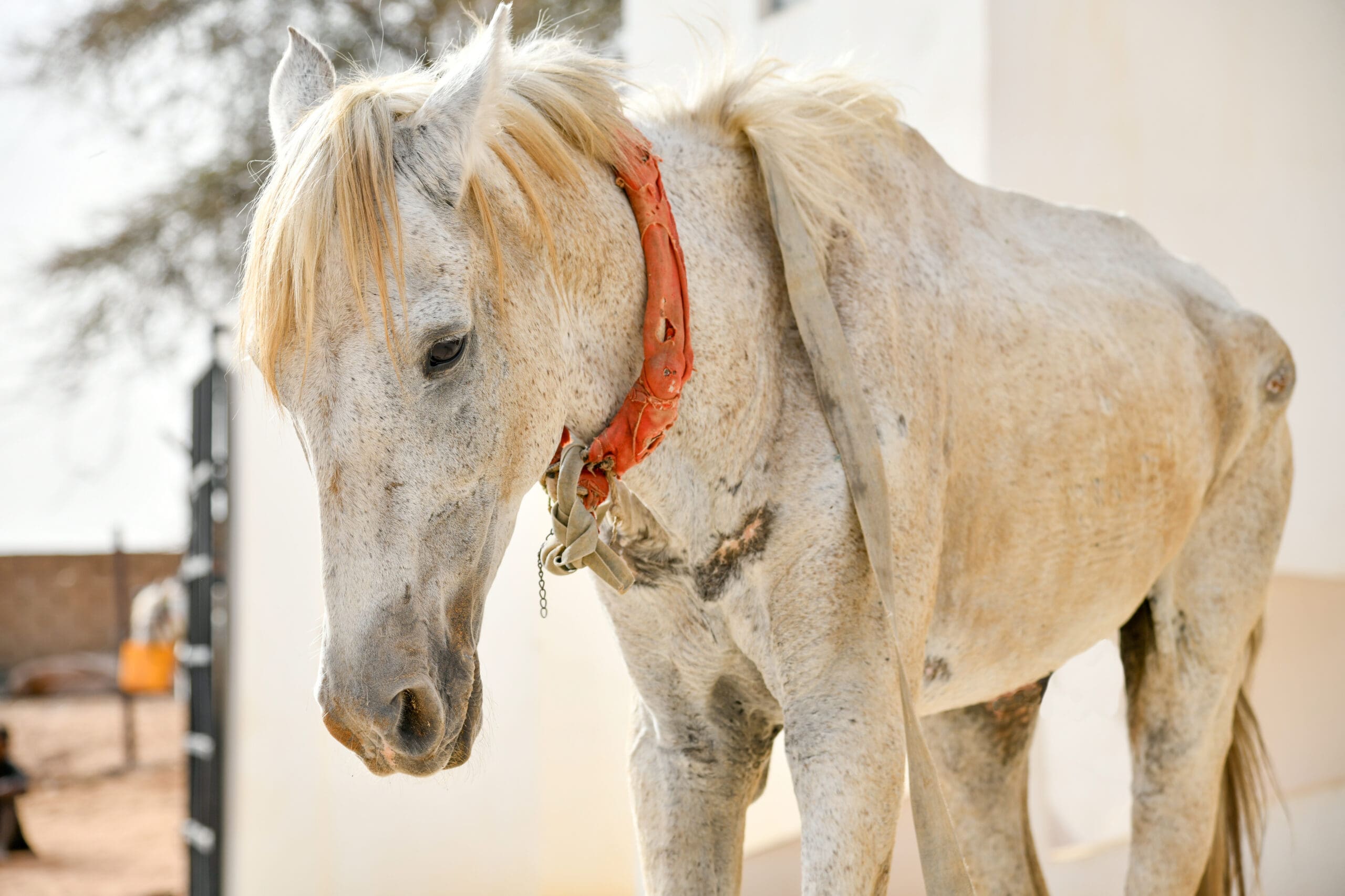 Malnutrition: Help working animals during this time of crisis | SPANA