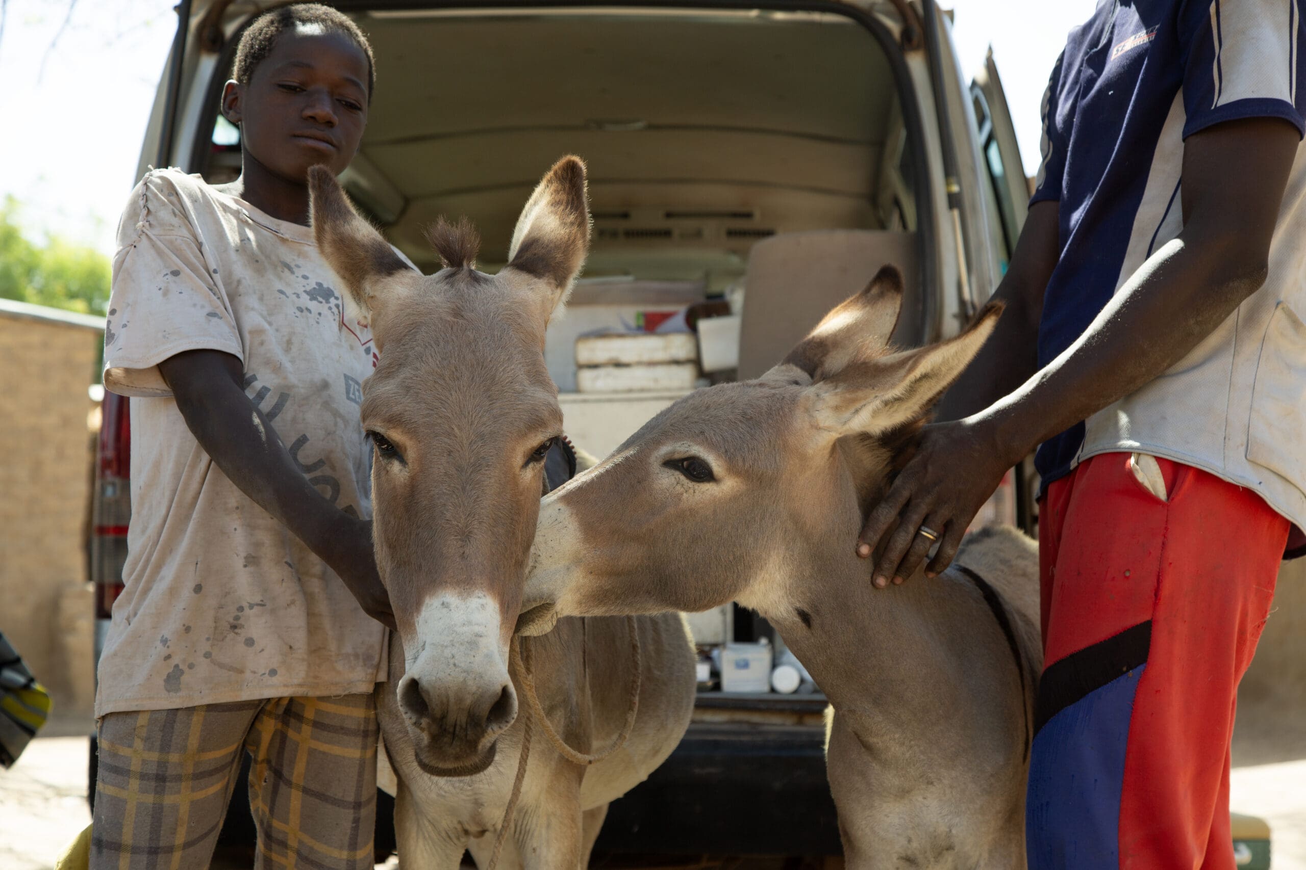 Moum the donkey gets a SPANA check-up | SPANA