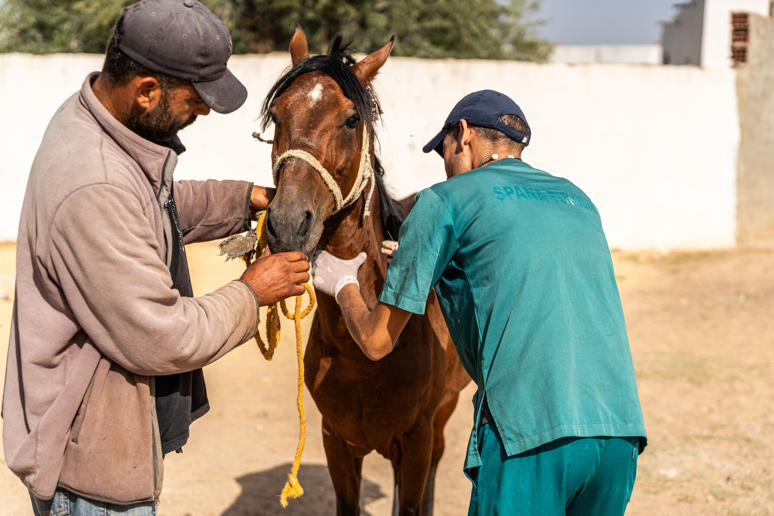 Issam the horse’s visit to SPANA’s mobile clinic | SPANA