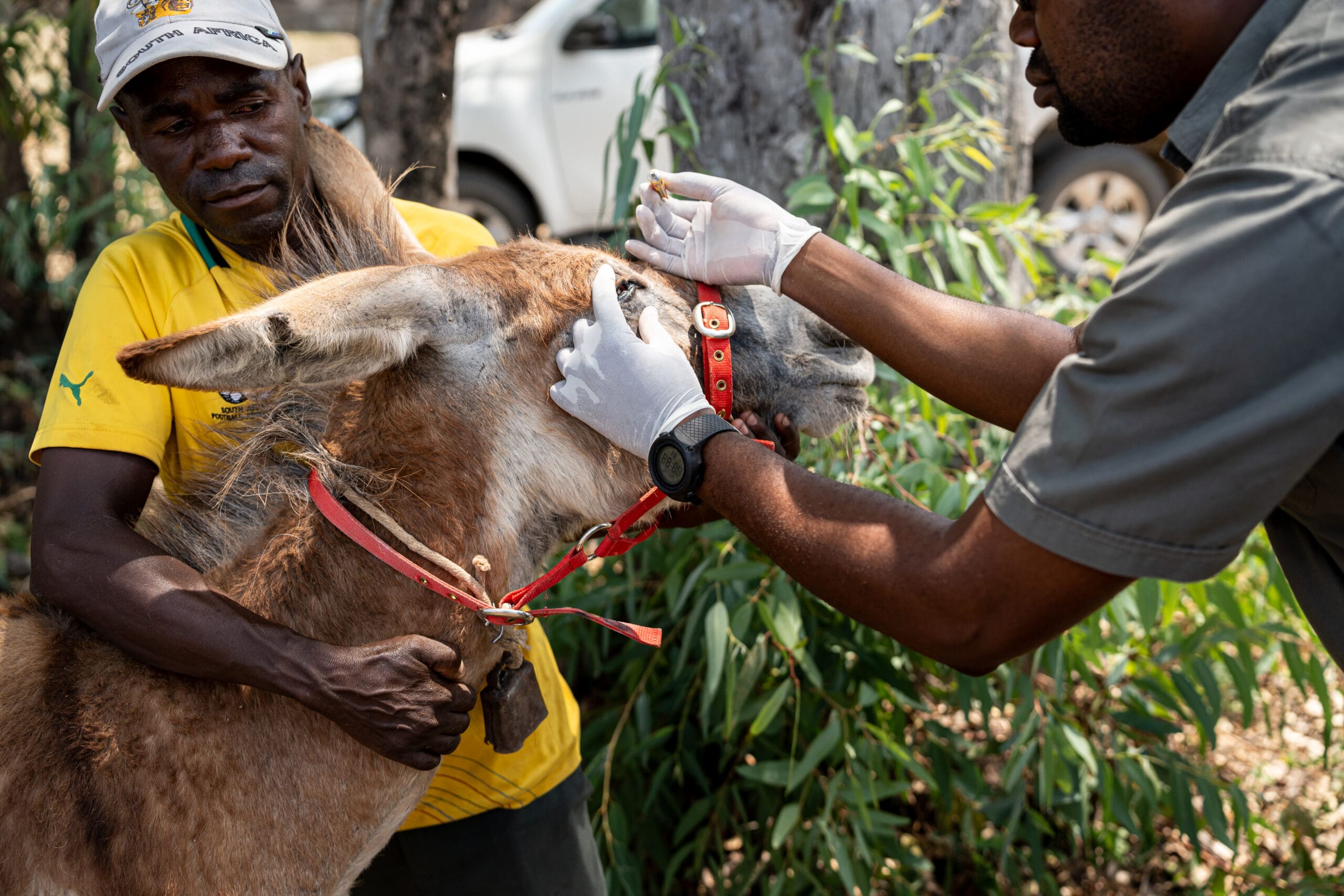 Major the donkey’s sight-saving eye treatment | SPANA