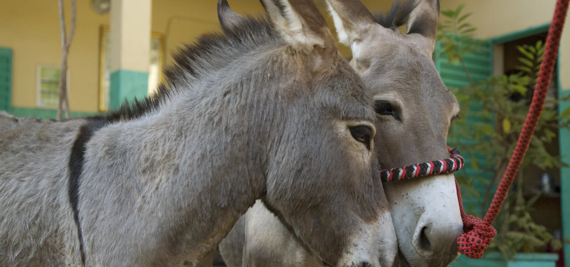 ICWE WELCOMES AFRICA’S MORATORIUM ON HORRIFIC DONKEY SKIN TRADE | SPANA