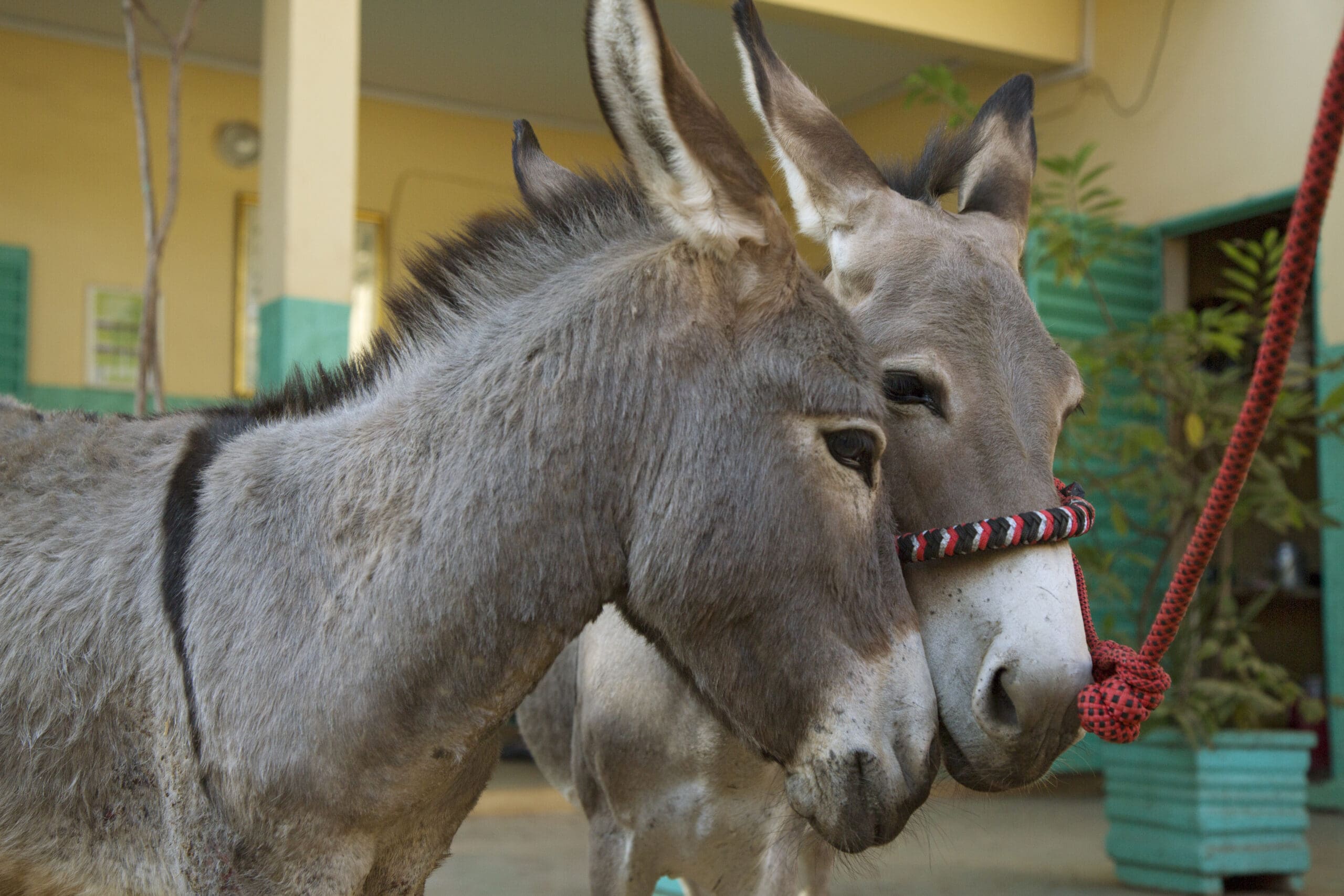 ICWE WELCOMES AFRICA’S MORATORIUM ON HORRIFIC DONKEY SKIN TRADE | SPANA