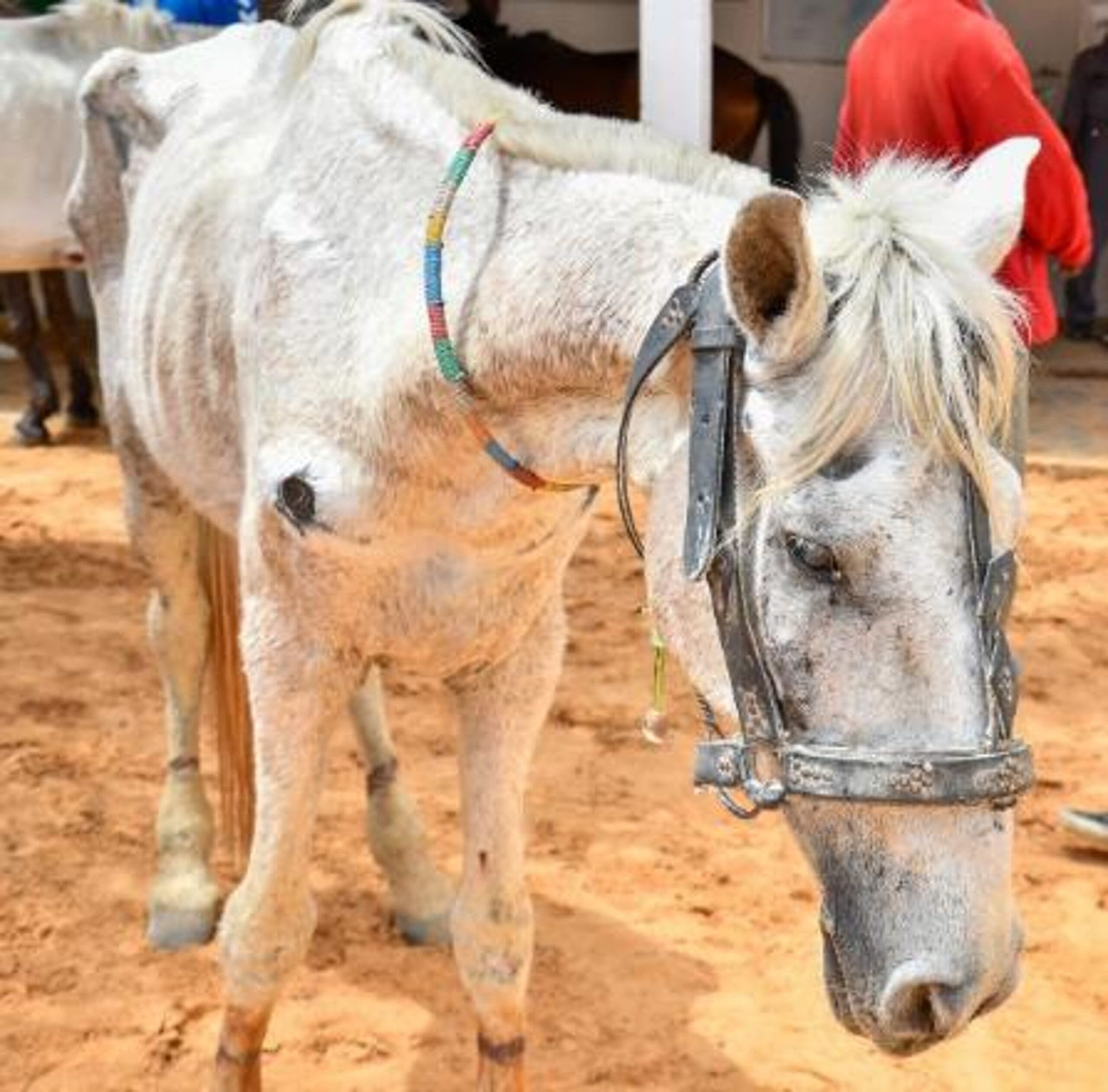 Malnutrition: Help working animals during this time of crisis | SPANA