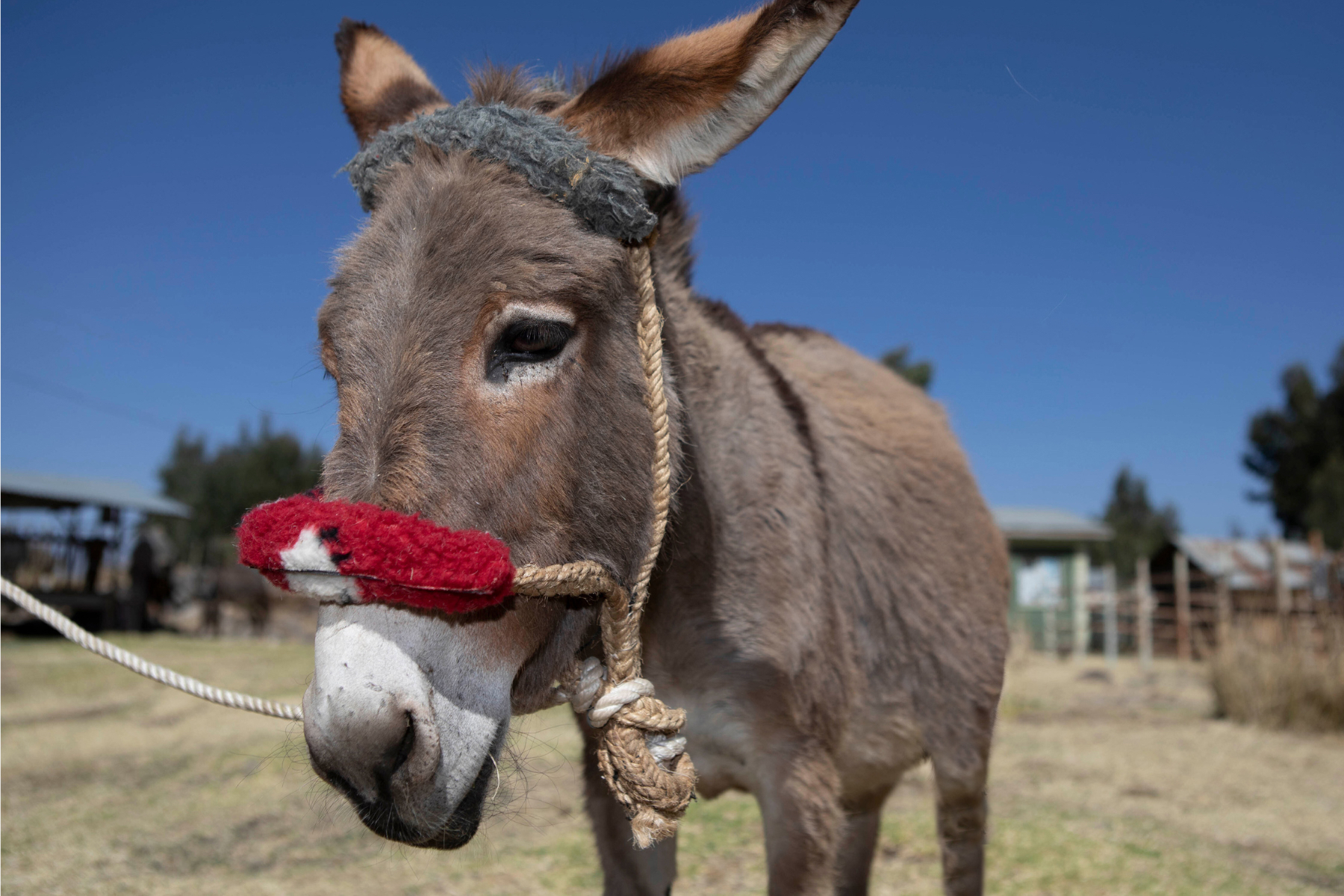 How SPANA vets saved Bulla the donkey from lameness | SPANA