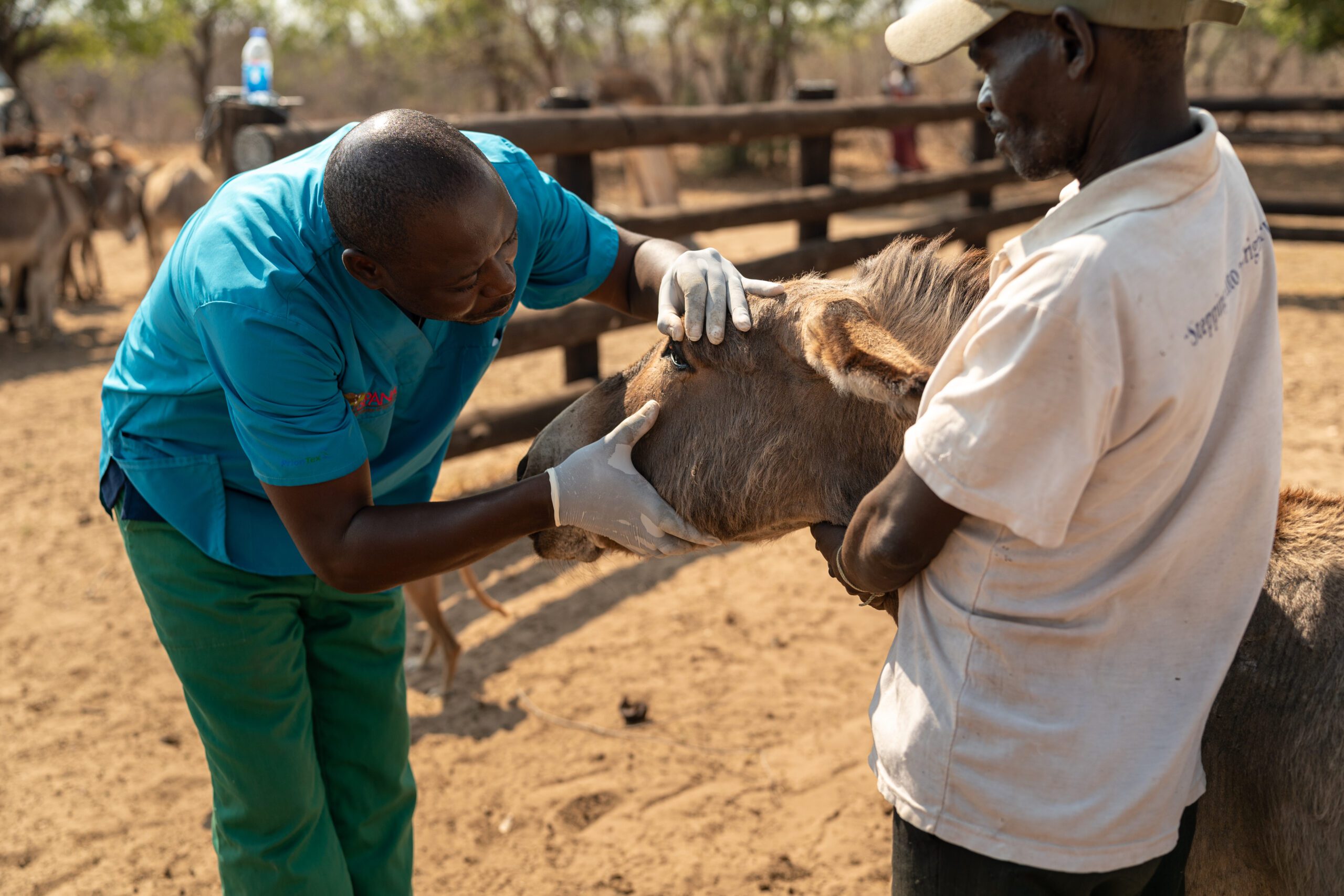 Sbema the donkey’s excruciating eye infection | SPANA