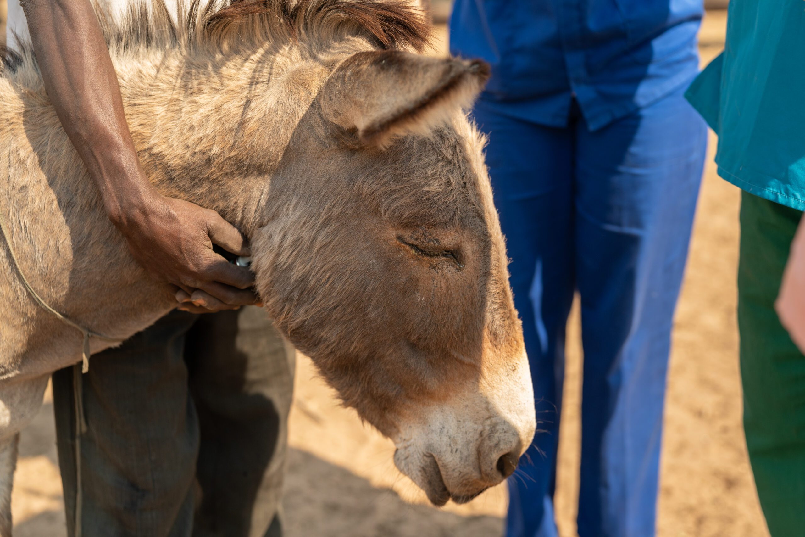 Understanding and Managing Equine Eye Conditions | SPANA