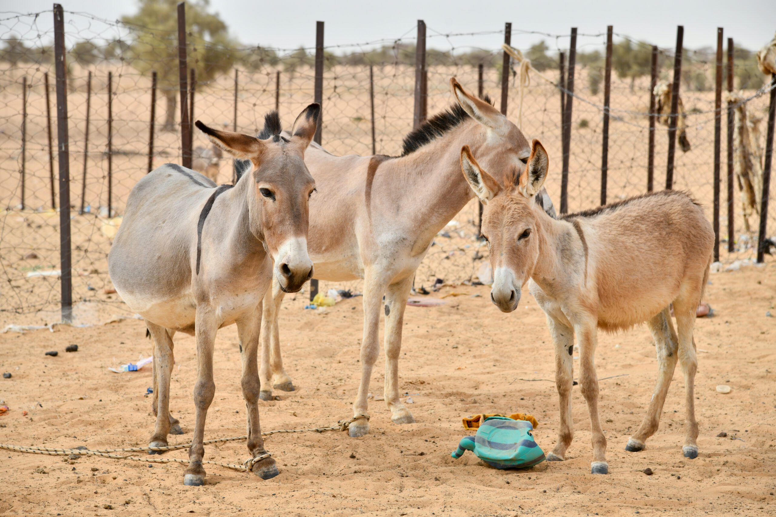 World Donkey Day | SPANA