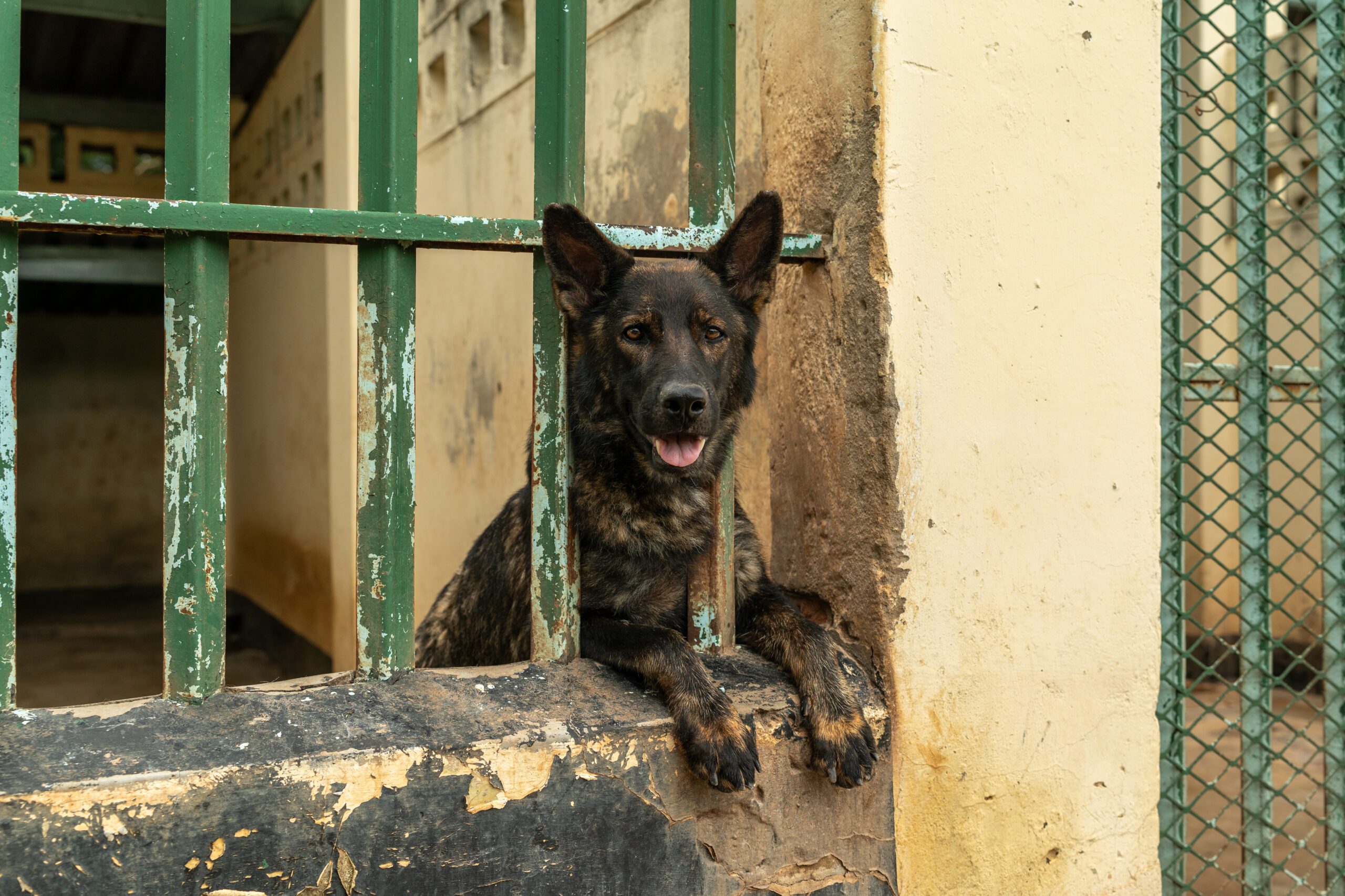 Helping working animals in Malawi | SPANA