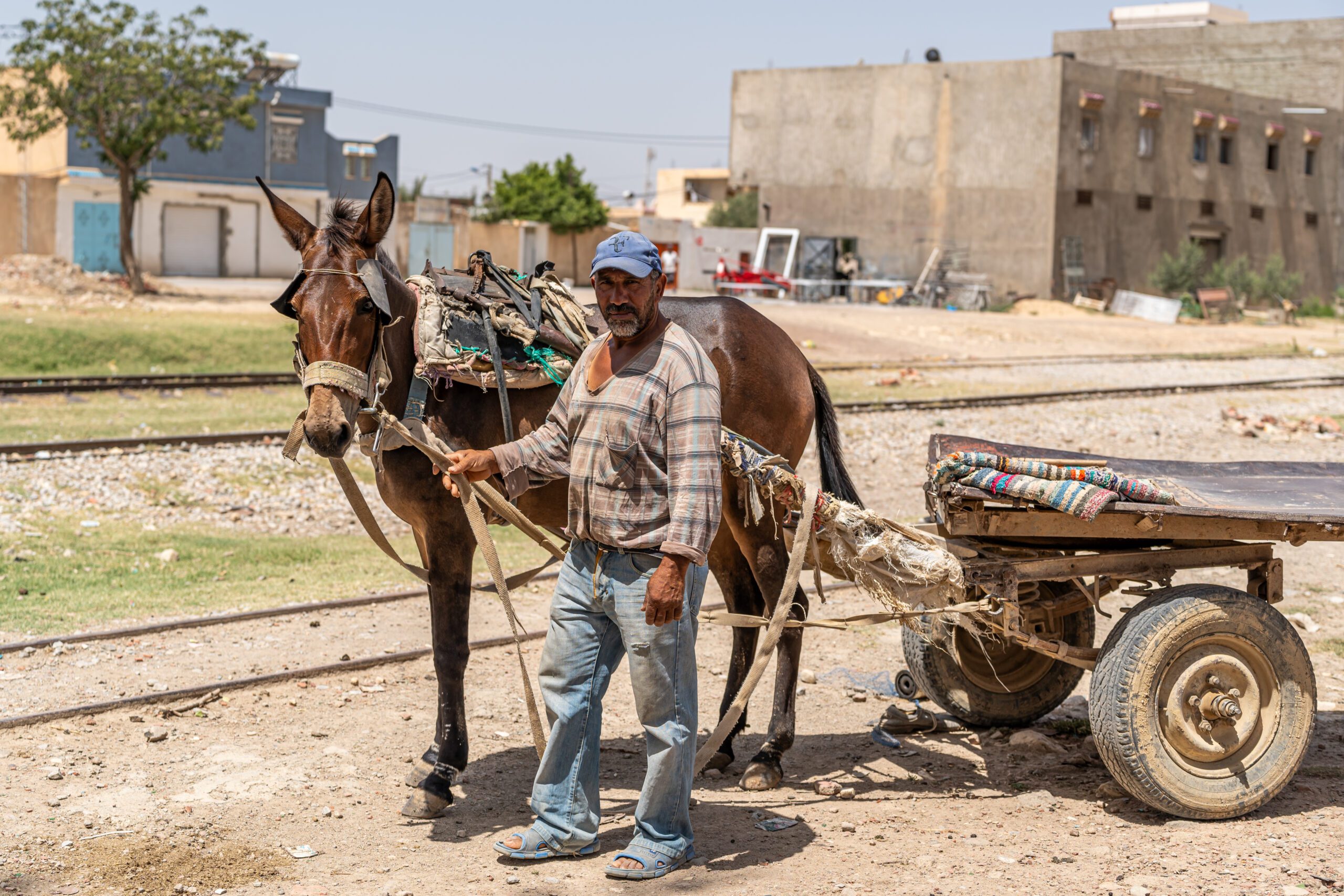 How SPANA helped Nahid the mule beat parasites | SPANA