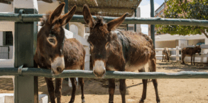 Understanding Donkey Noises | SPANA