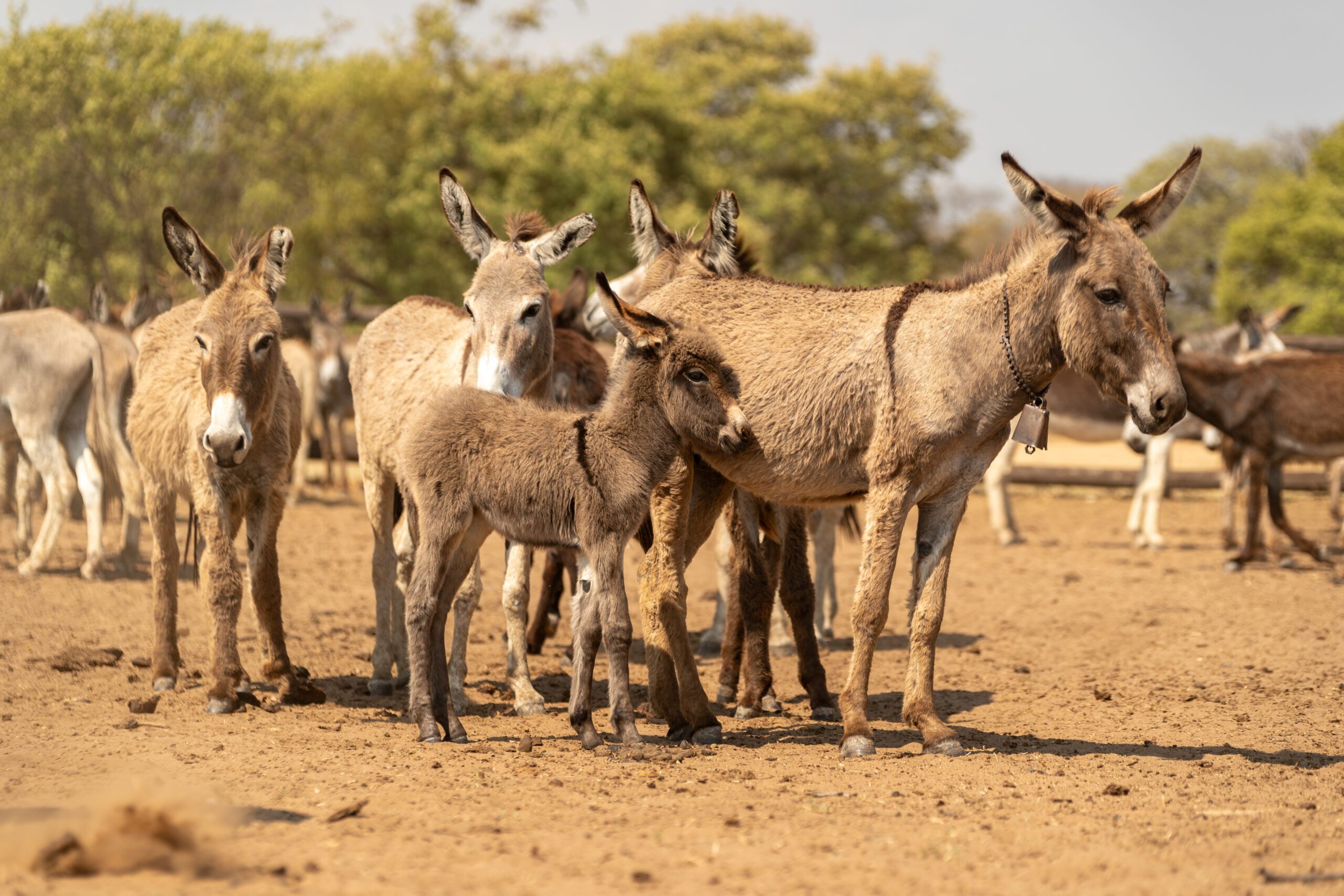 SPANA welcomes progress on donkey skin trade ban | SPANA