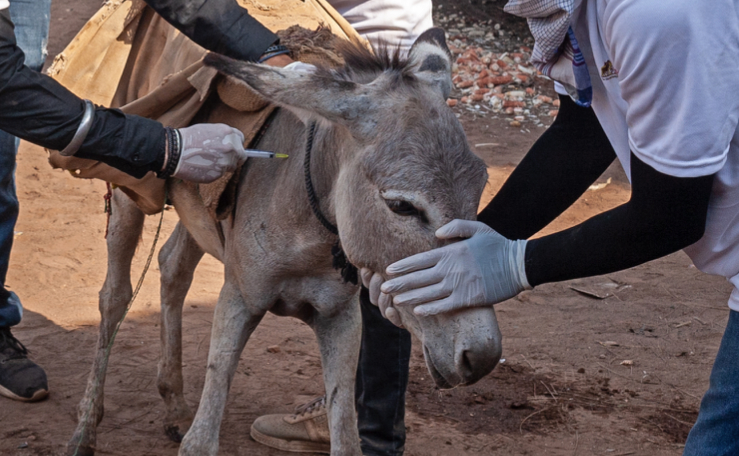Liliya the donkey’s agonising back wound | SPANA