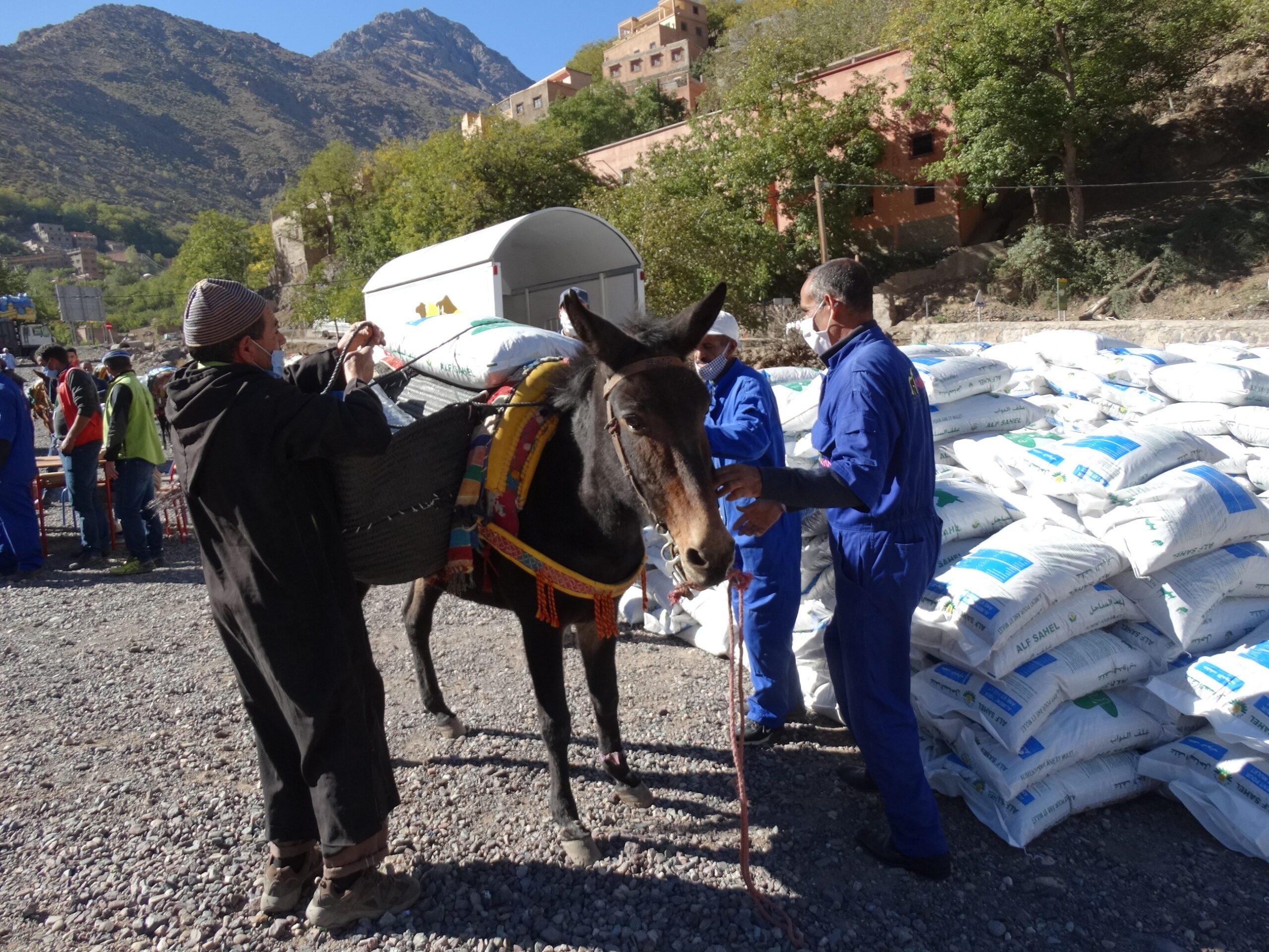 UN RECOGNISES VITAL ROLE OF WORKING ANIMALS IN DISASTER RELIEF | SPANA