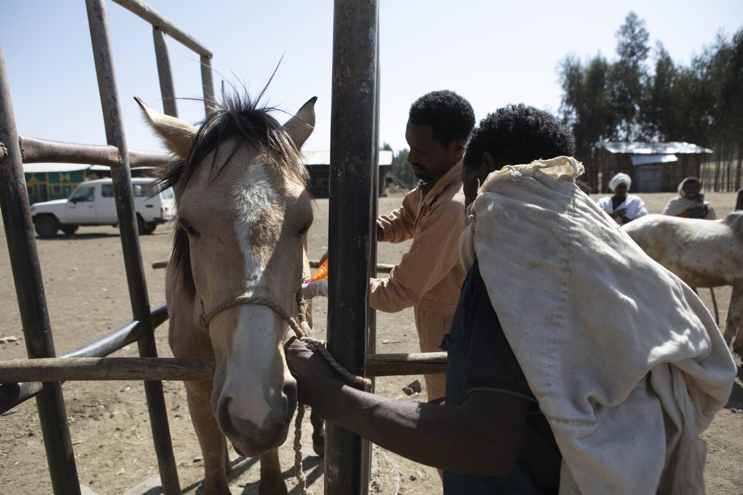 How SPANA helped Haile the horse on the road to recovery | SPANA