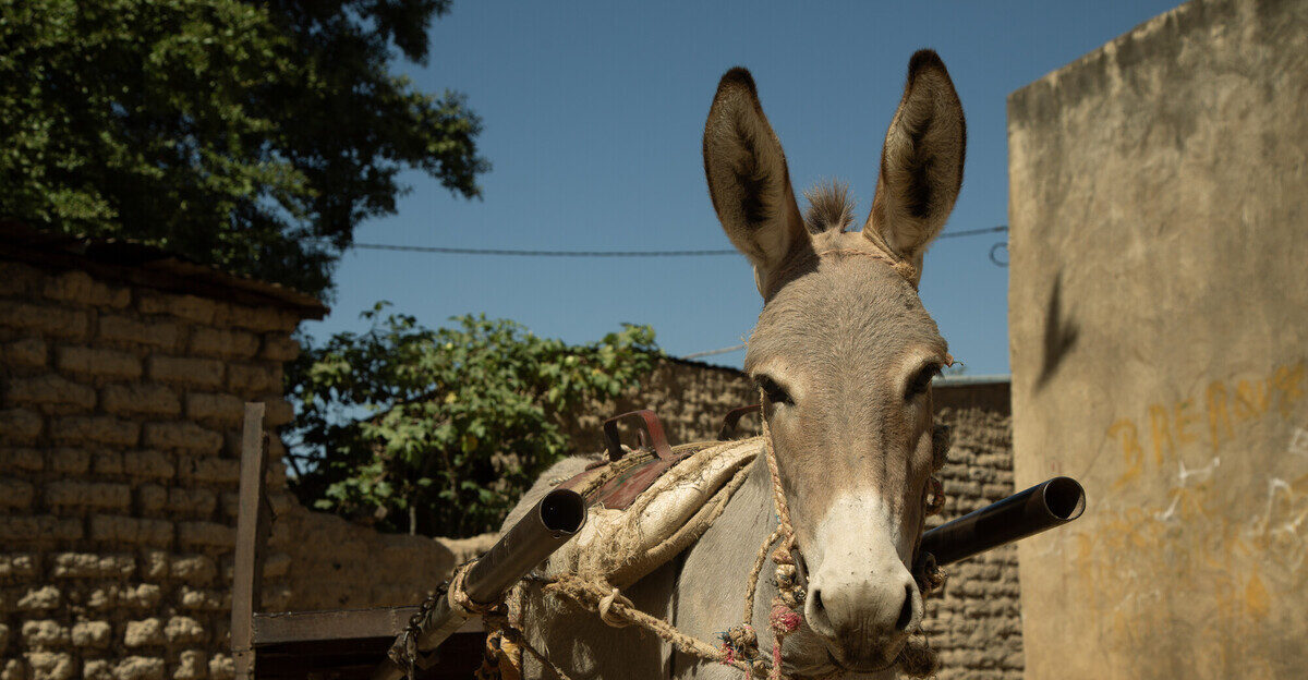 Read your special annual edition of Stablemate | SPANA