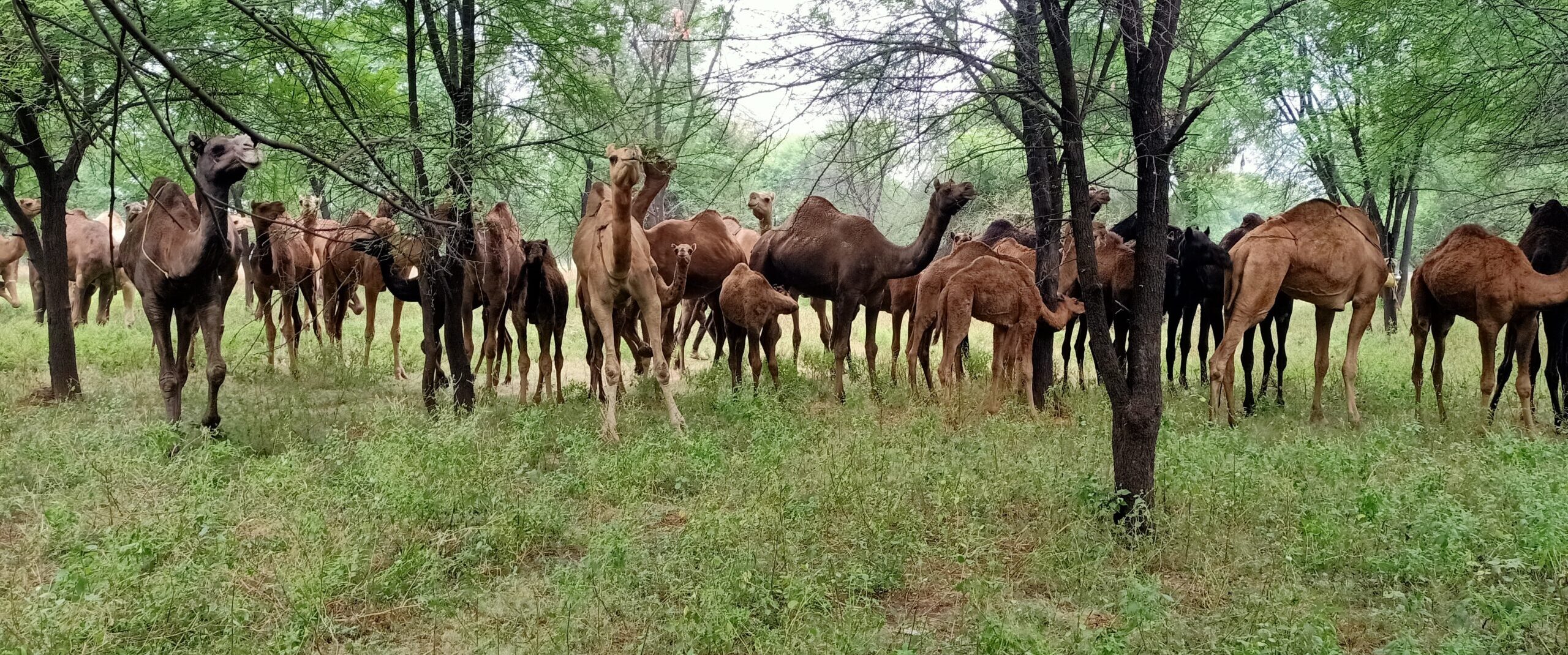 Working Camel Care | Working Animals | SPANA