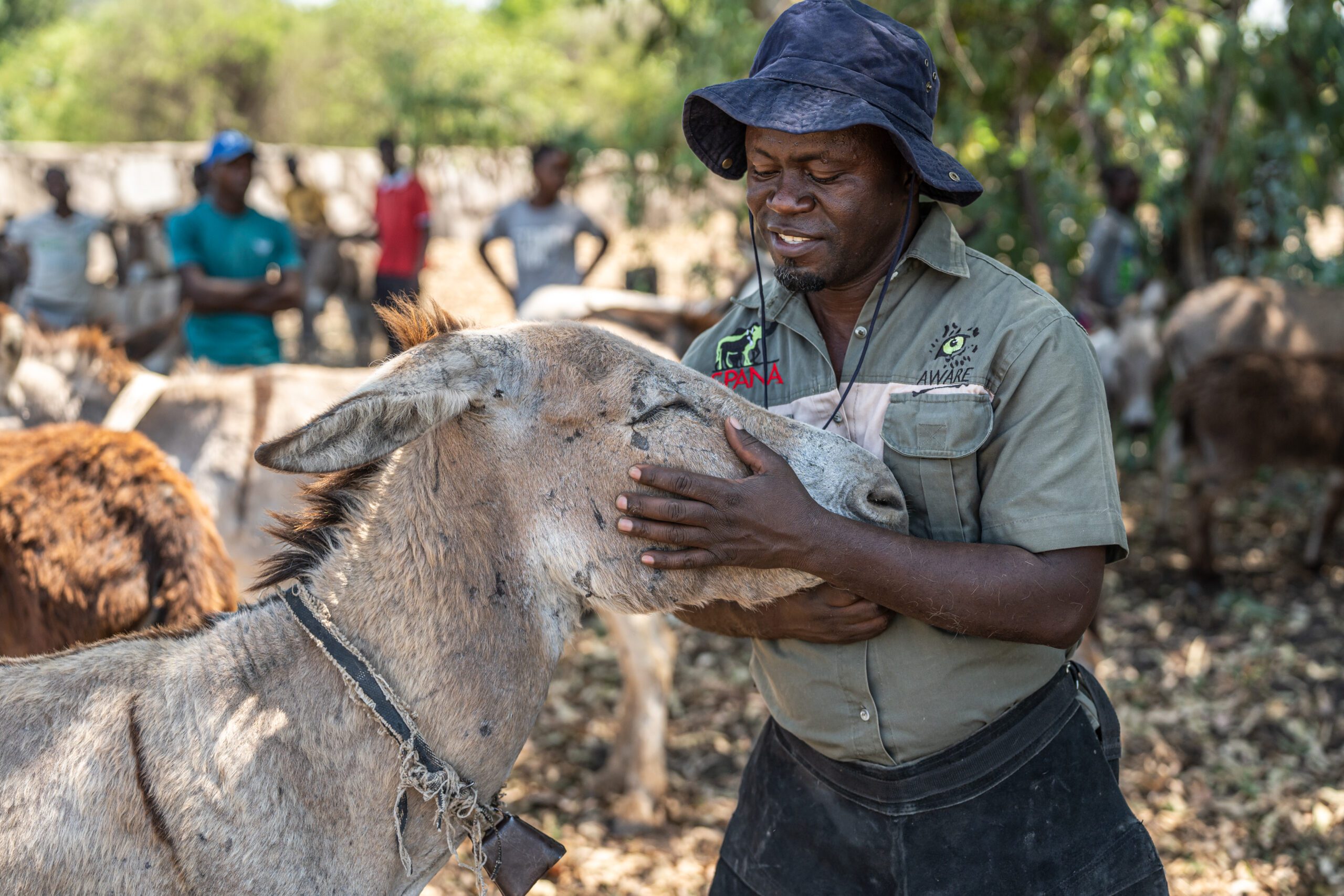 Honda the donkey’s wounded ear | SPANA