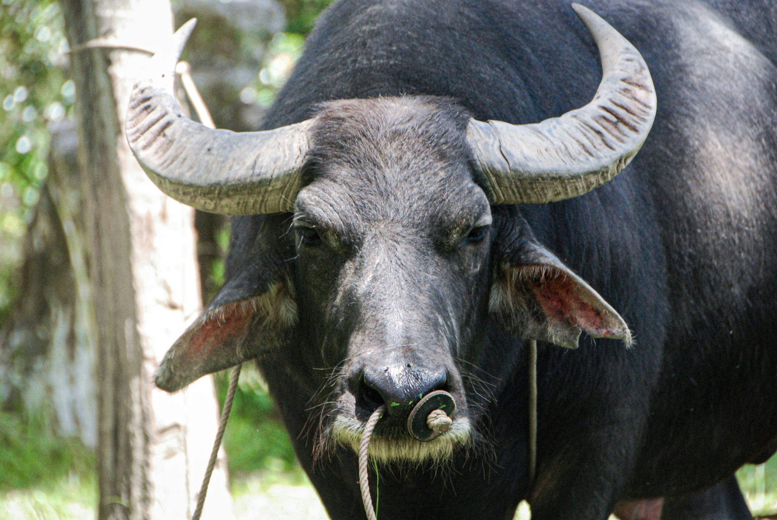 Water Buffalo Fact File | Learn About Water Buffalo | SPANA